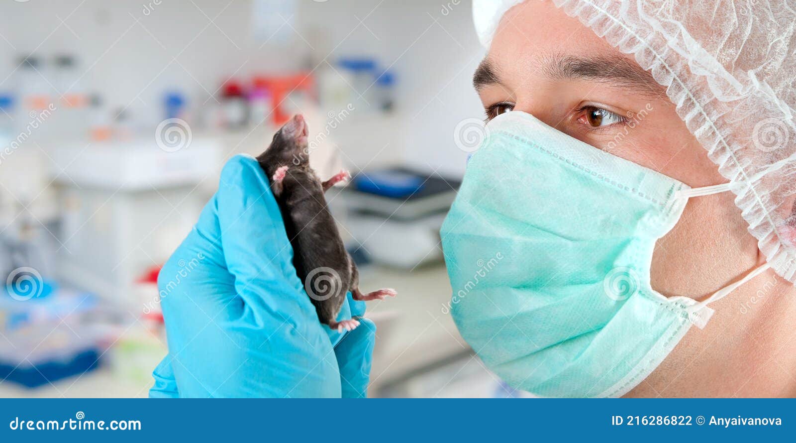 Scientist Holds Experimental Mouse Stock Photo - Image of biotech ...