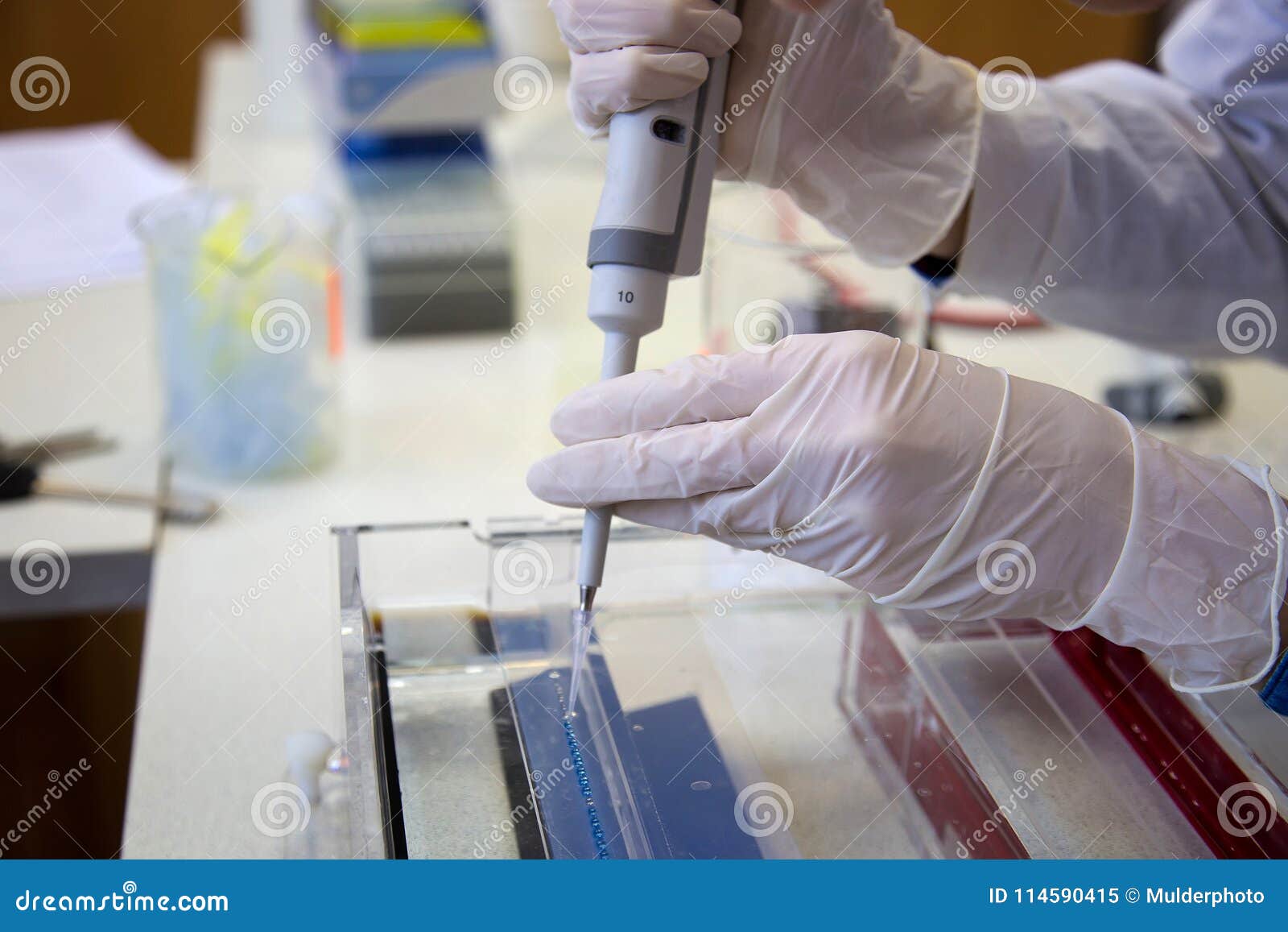 Scientist Puts Samples of of DNA Fragments into Agarose Gel for ...