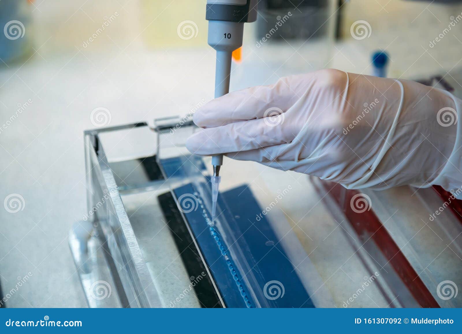 Scientist Puts Samples of of DNA Fragments into Agarose Gel for ...