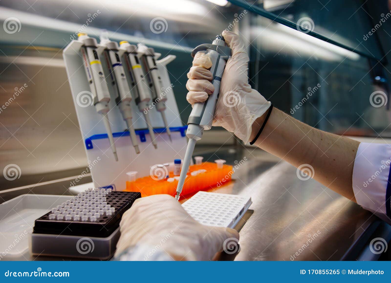 Scientist Puts Samples of of DNA Fragments for Electrophoresis Using ...
