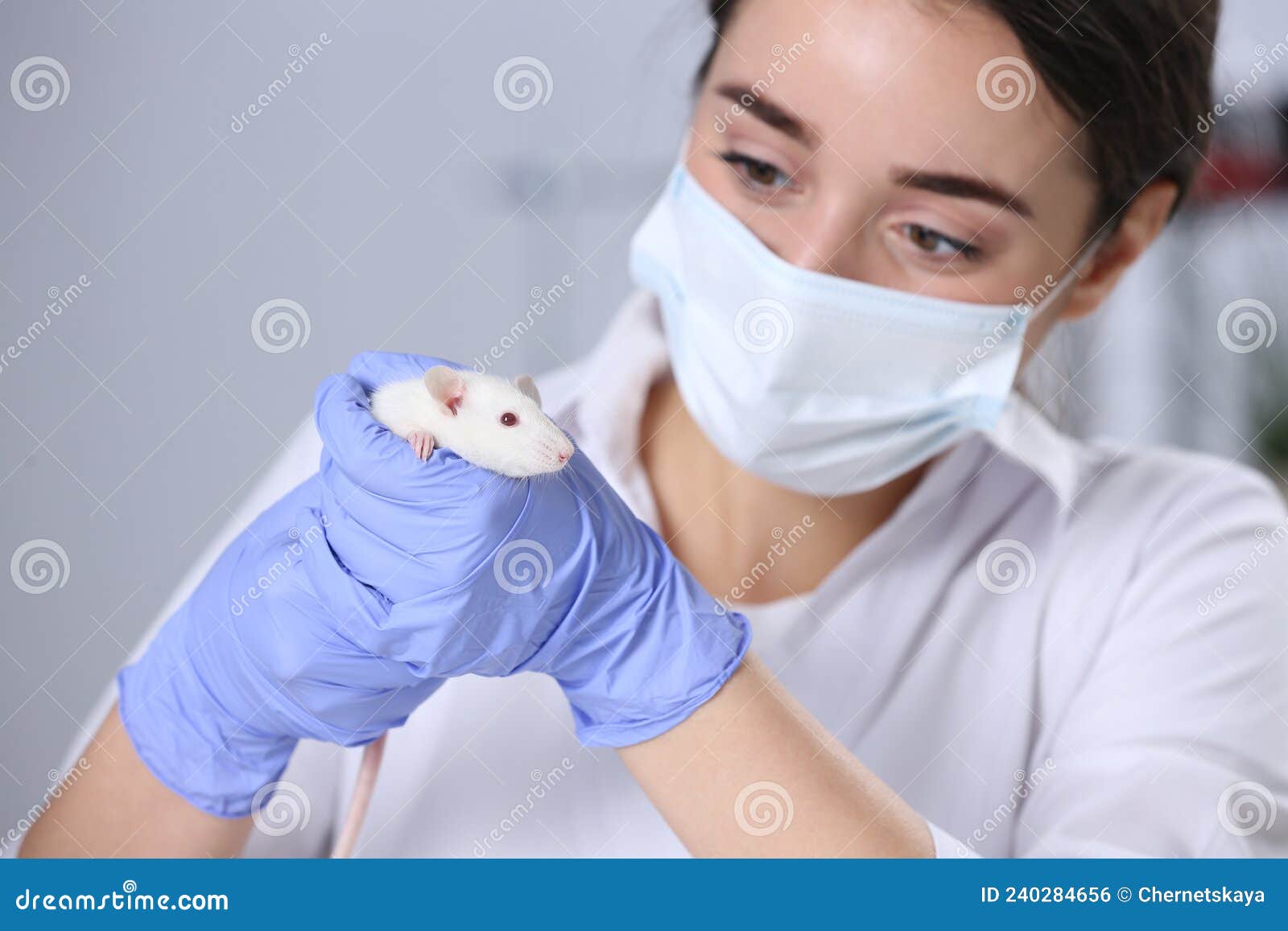Scientist with Rat in Chemical Laboratory. Animal Testing Stock Photo ...