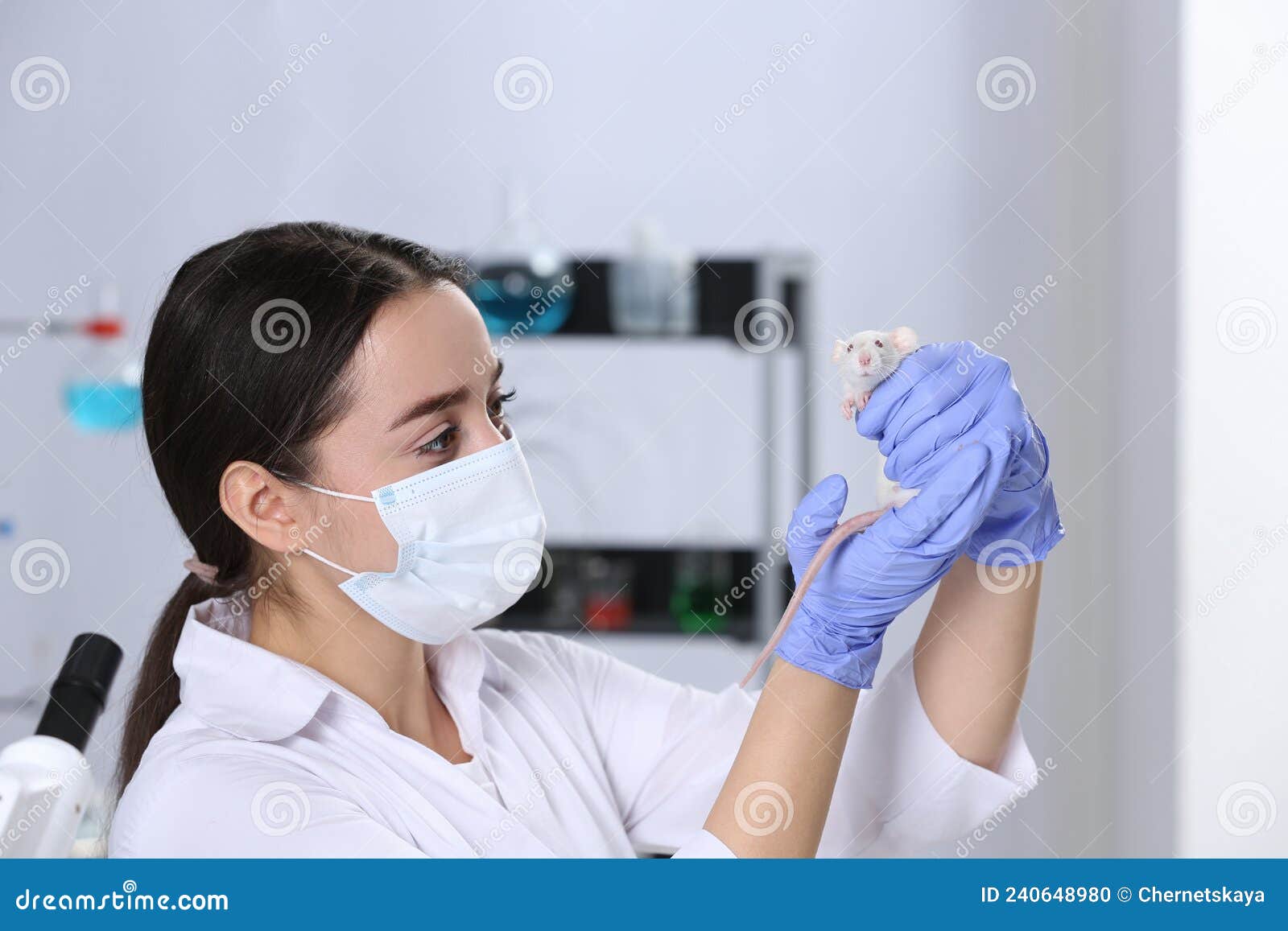 Scientist with Rat in Chemical Laboratory. Animal Testing Stock Photo ...