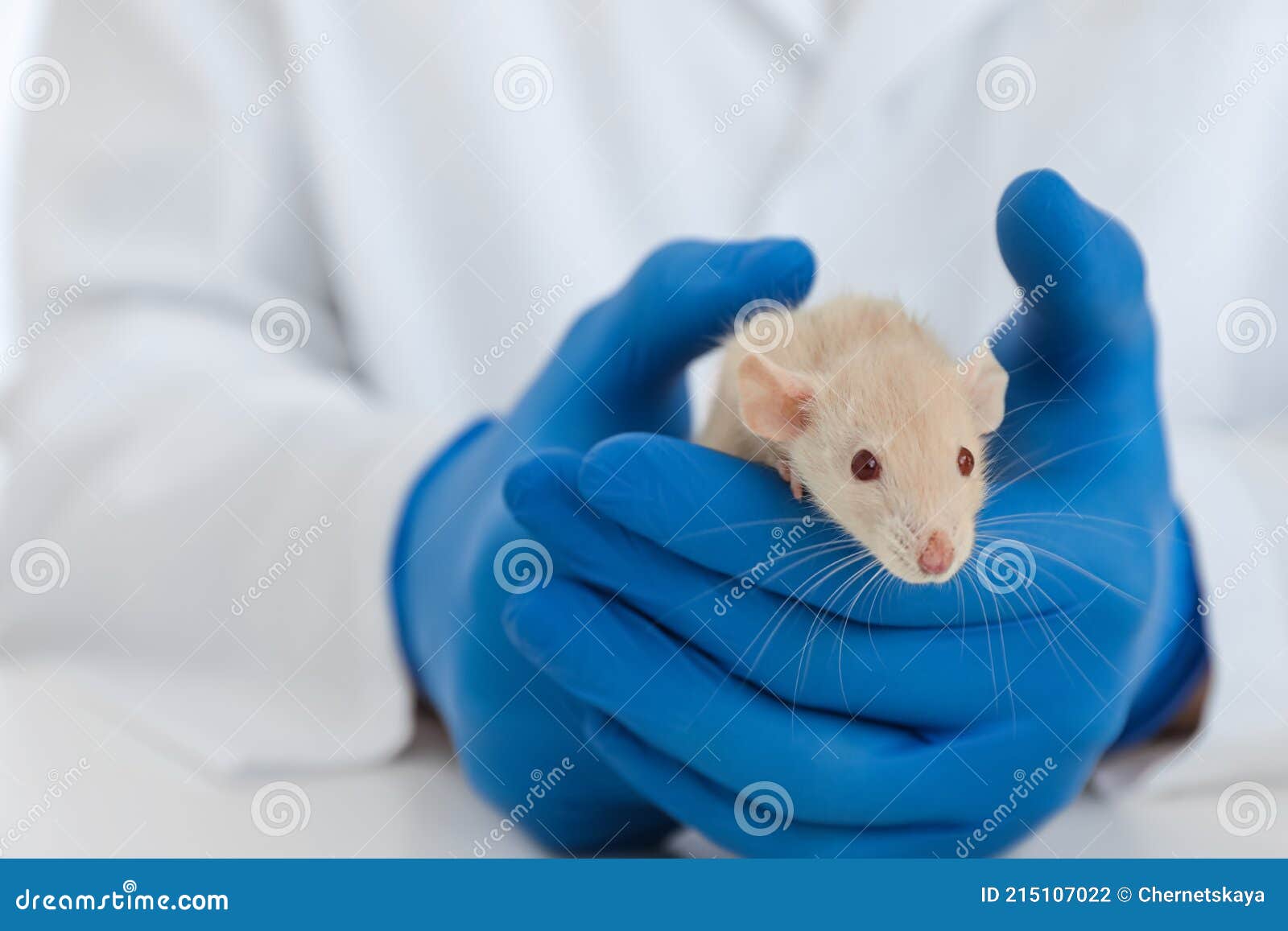 Scientist with Rat in Chemical Laboratory, Closeup. Animal Testing ...