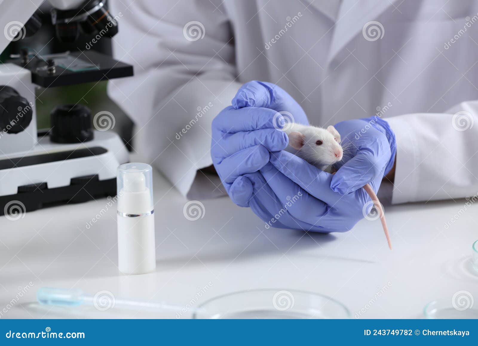 Scientist with Rat at Table in Chemical Laboratory, Closeup. Animal ...