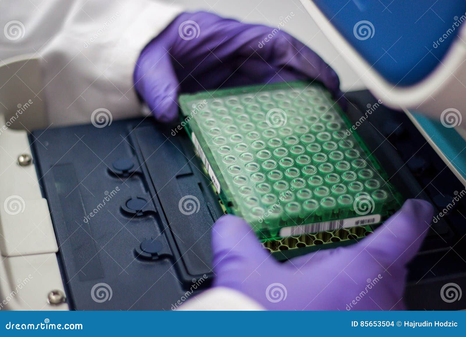 Scientist or Researcher or PHD Student Take DNA Samples from Fla Stock ...