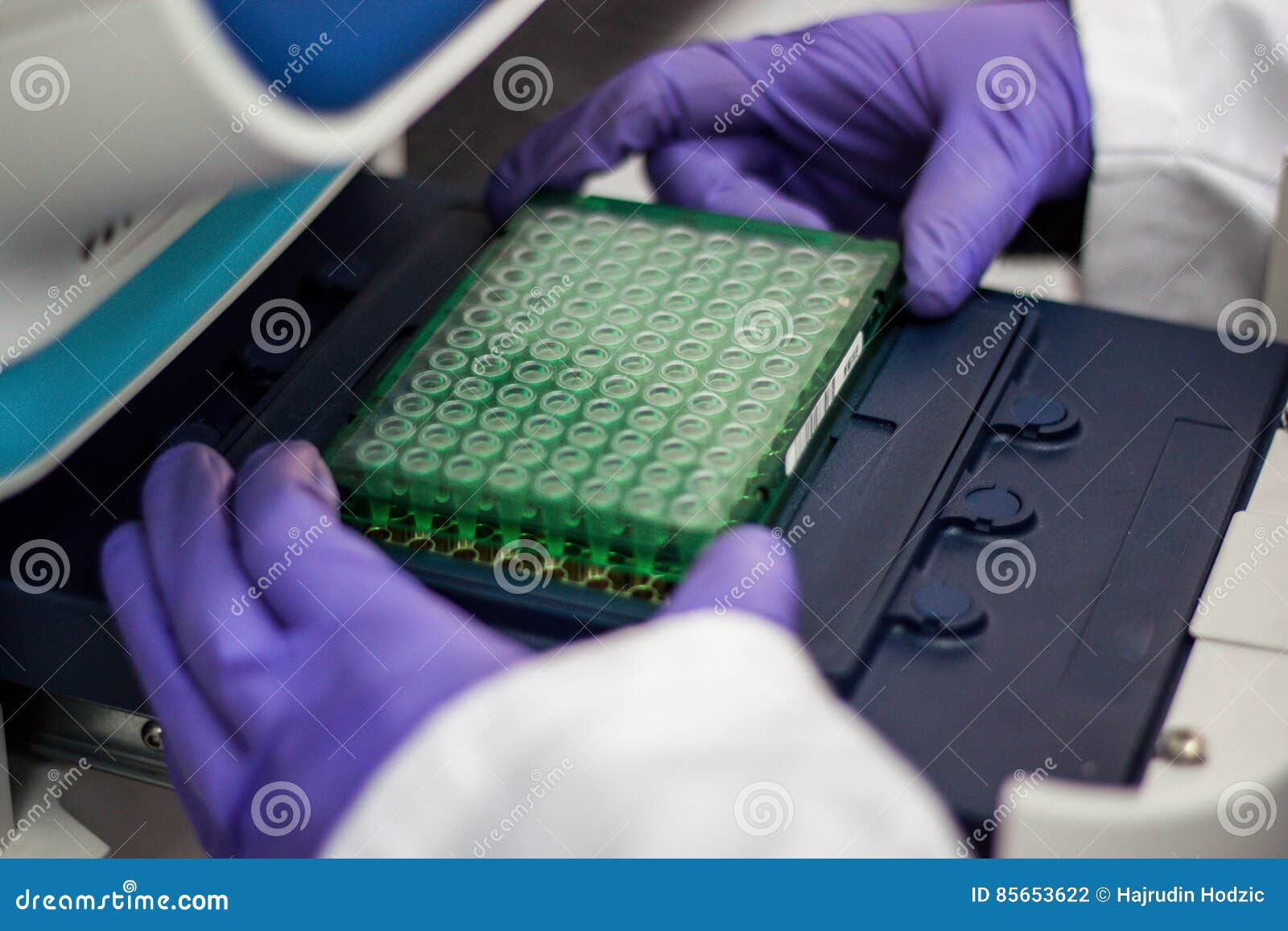 Scientist or Researcher or PHD Student Take DNA Samples from Fla Stock ...