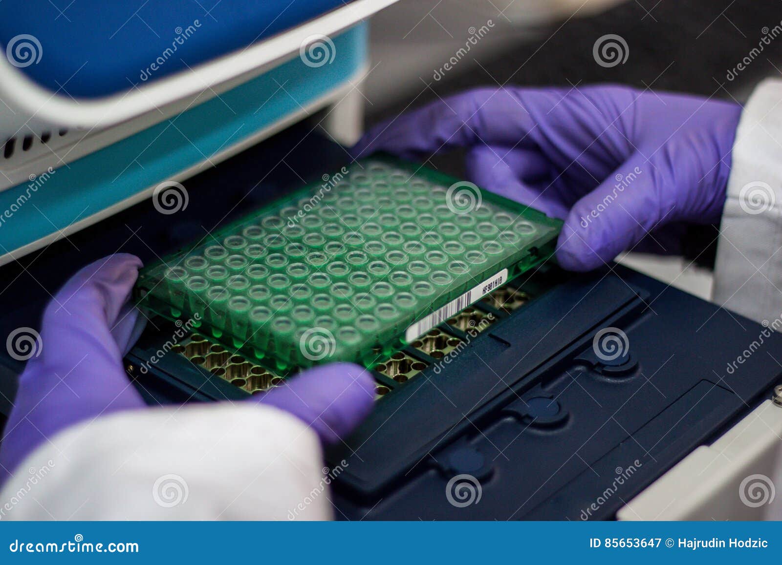 Scientist or Researcher or PHD Student Take DNA Samples from Fla Stock ...