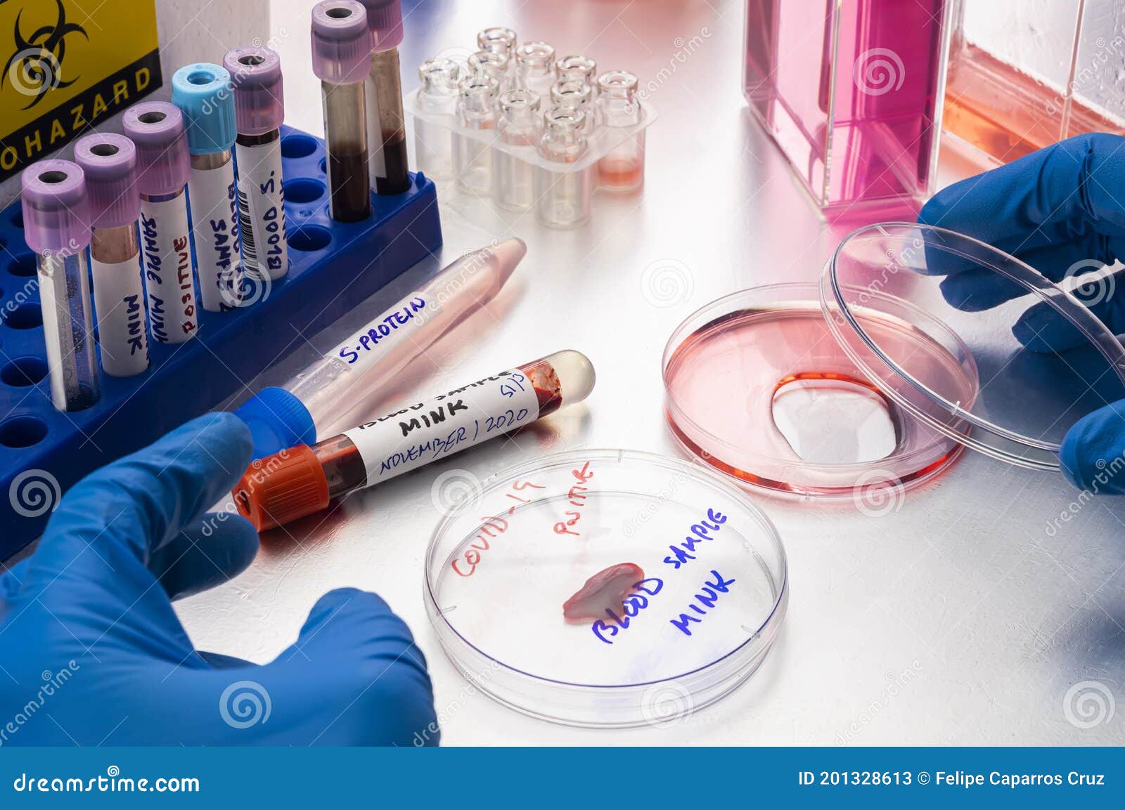 Scientist Researching Petri-disk S-protein Samples in a Laboratory ...