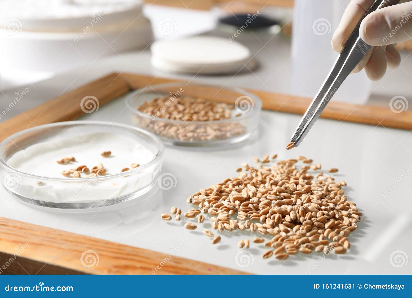 Scientist Sorting Wheat Grains on Glass Tray at Table in Laboratory ...