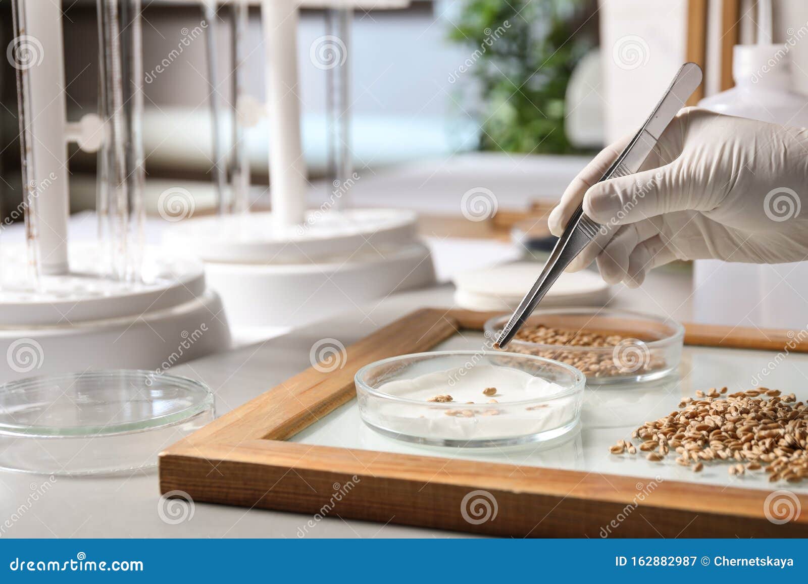 Scientist Sorting Wheat Grains on Glass Tray at Table in Laboratory ...