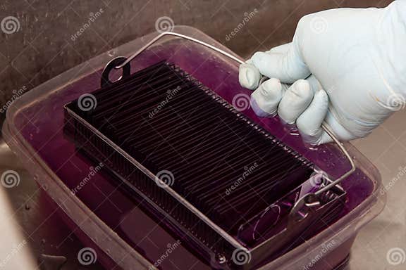 Scientist Staining Microscope Slides for Cytology Studies in the ...