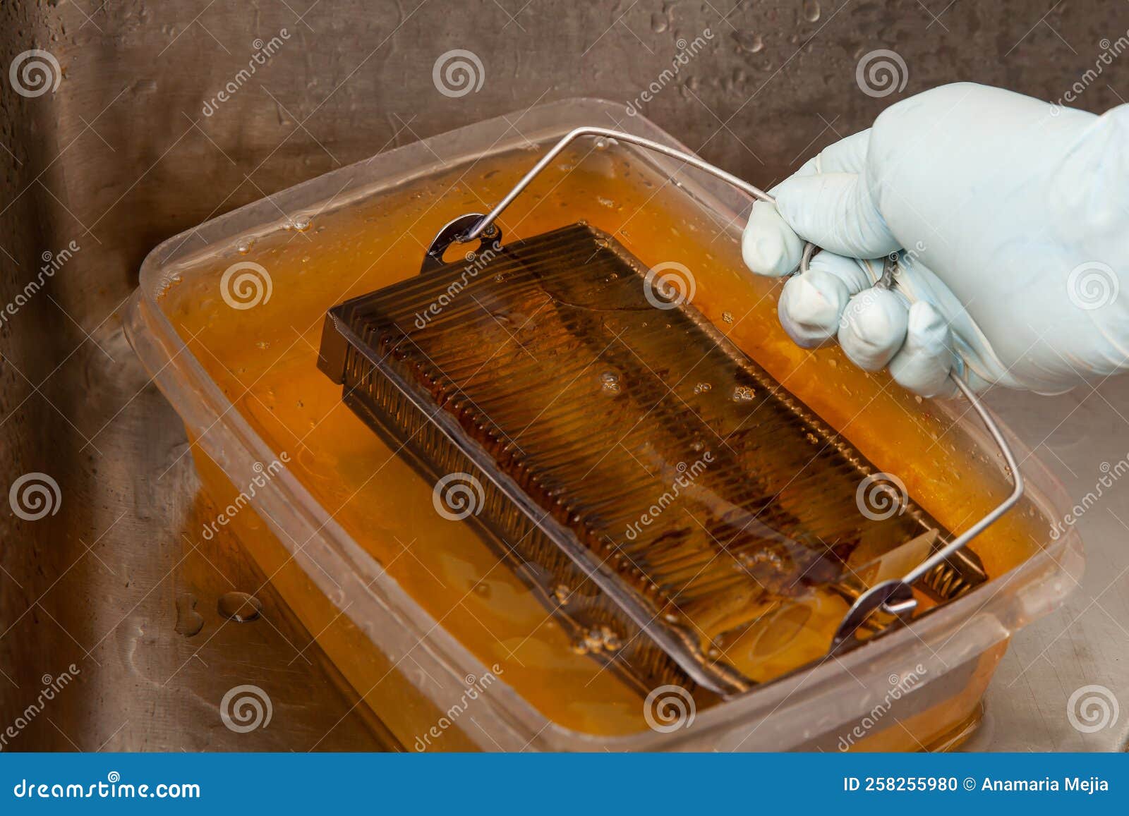 Scientist Staining Microscope Slides for Cytology Studies in the ...