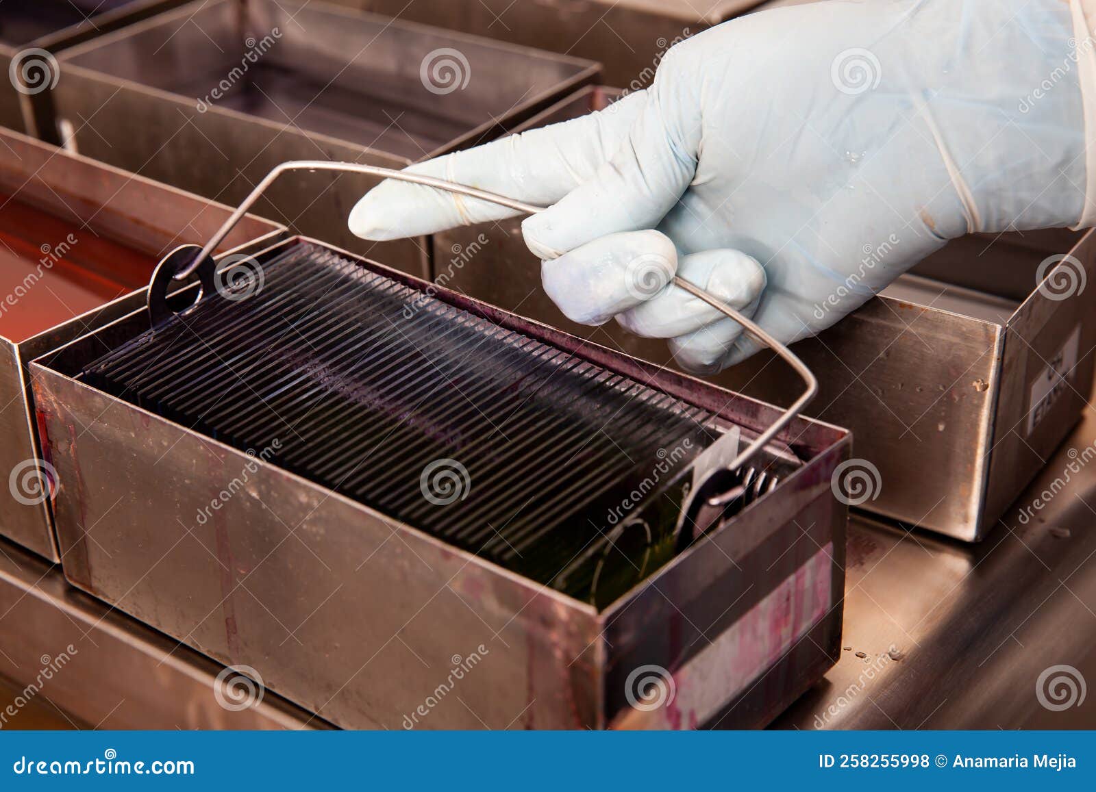 Scientist Staining Microscope Slides for Cytology Studies in the ...