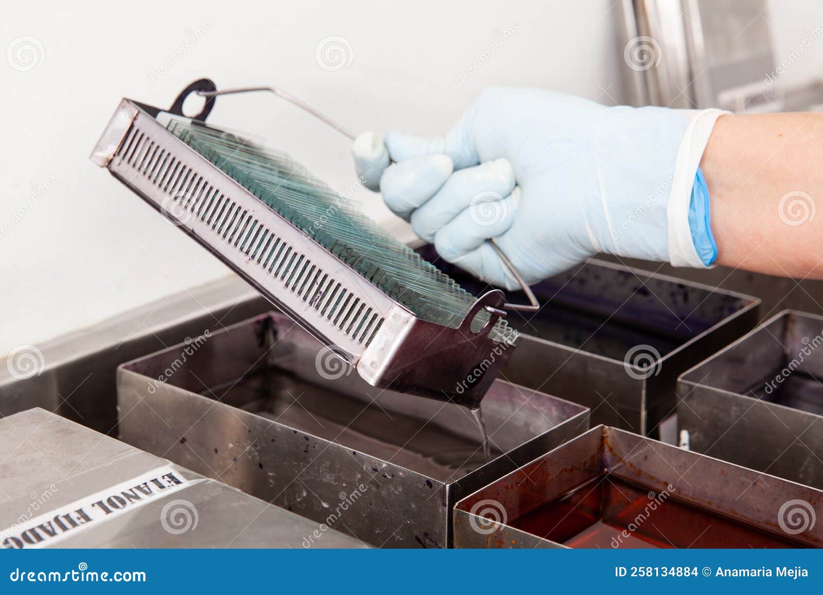 Scientist Staining Microscope Slides for Cytology Studies in the ...