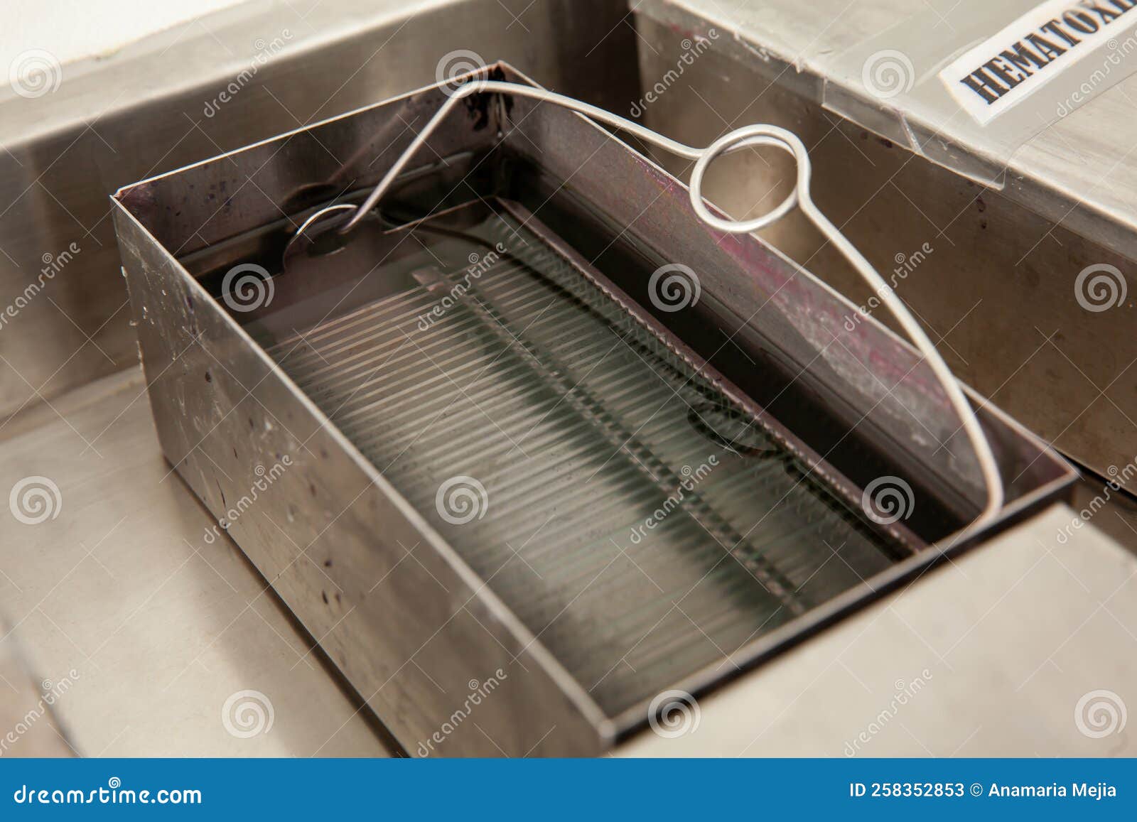 Scientist Staining Microscope Slides for Cytology Studies in the ...