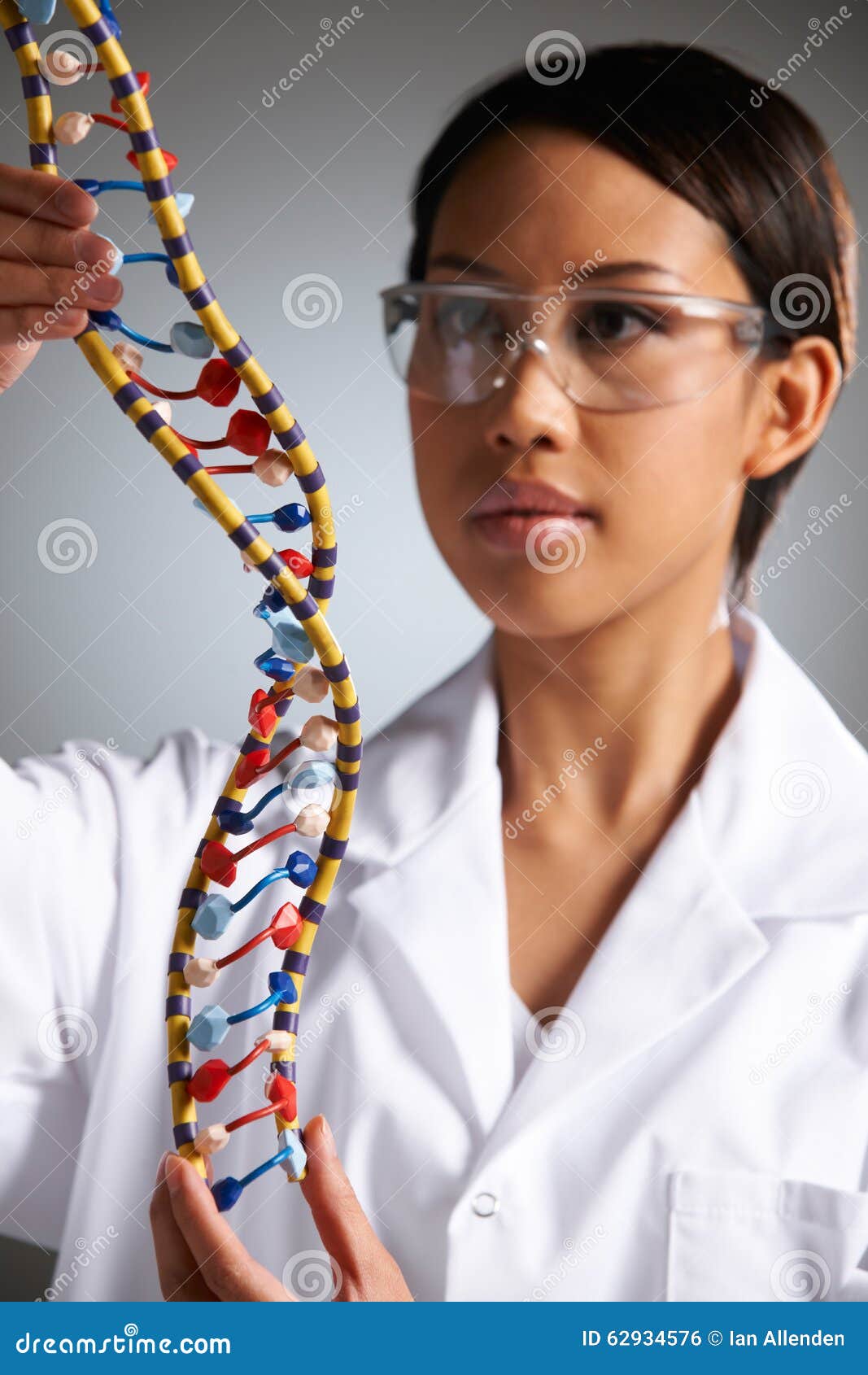 Scientist Studying Molecular Model Stock Photo - Image of molecule ...