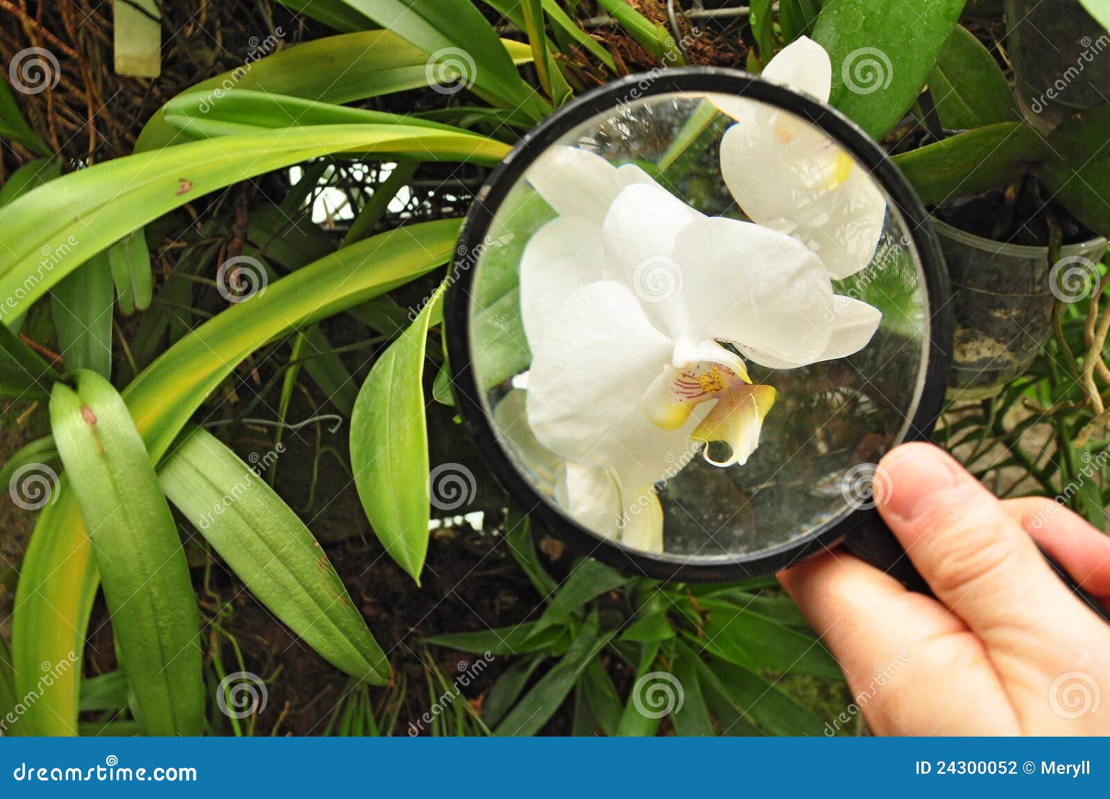 Old Orchid Plant With Naturaly Yellow Dry Leaf And Open Old Root ...