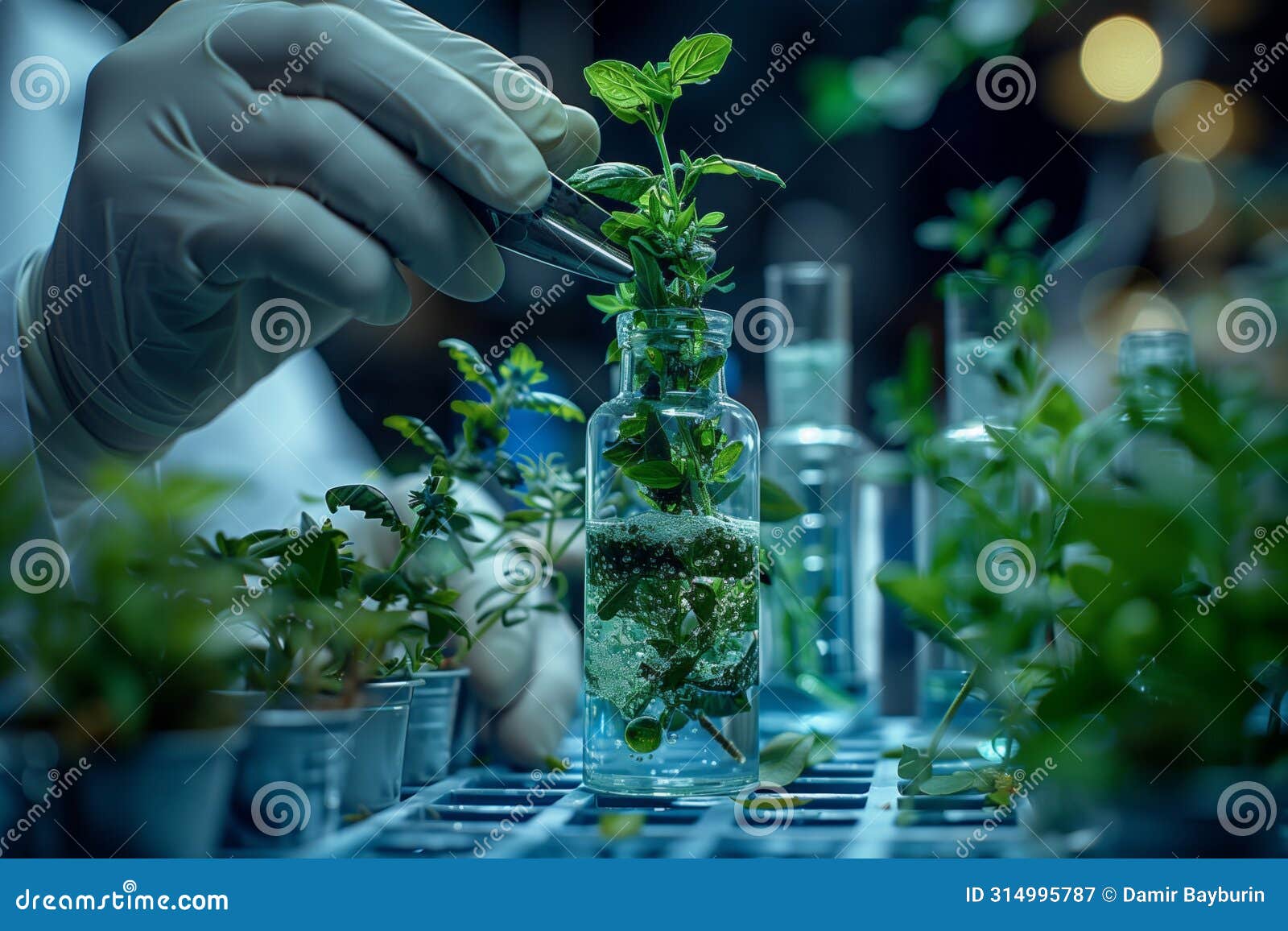Scientist Studying a Terrestrial Plant in a Beaker for Adaptation Stock ...