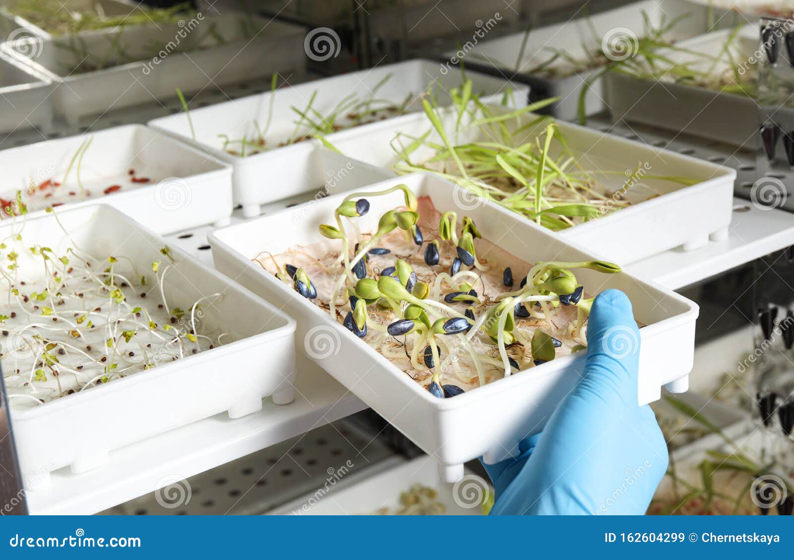 Examination Of Seeds Under A Microscope Stock Photography ...