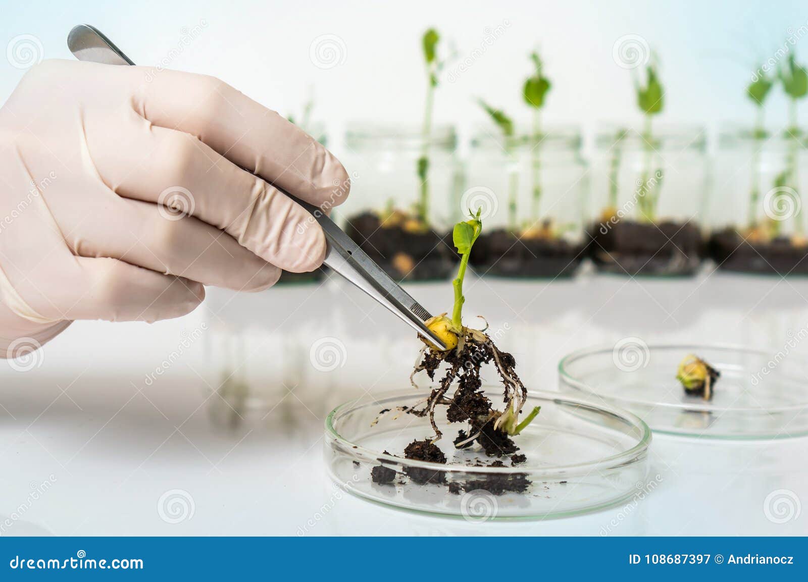 Scientist Testing GMO Plant in Biological Laboratory Stock Image ...