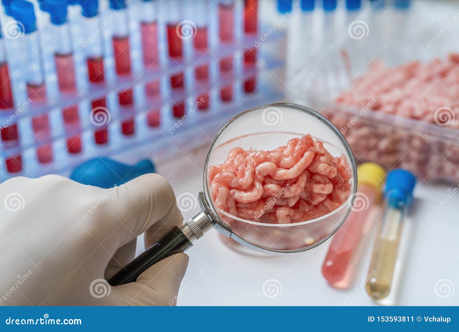 Scientist is Testing and Inspecting Meat for Germs. Food Quality ...