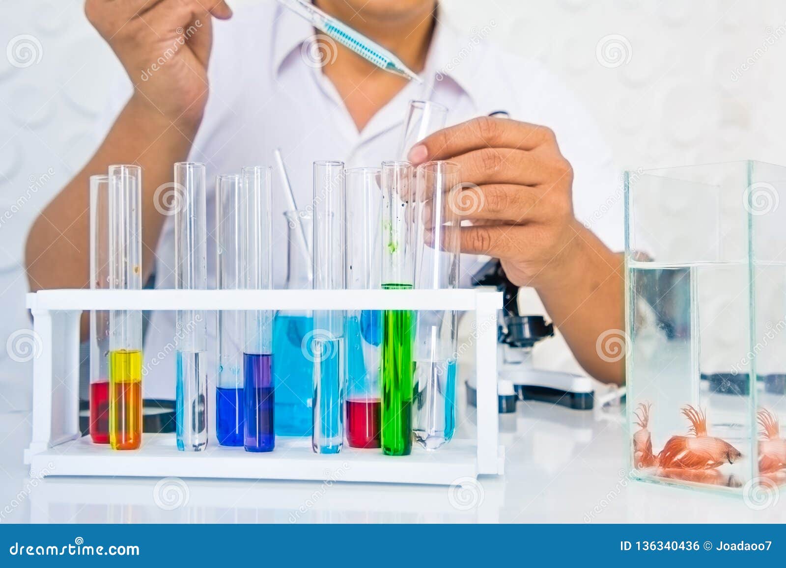 Scientist is Testing for Recovry Illness Siamese Betta Fish Stock Photo ...