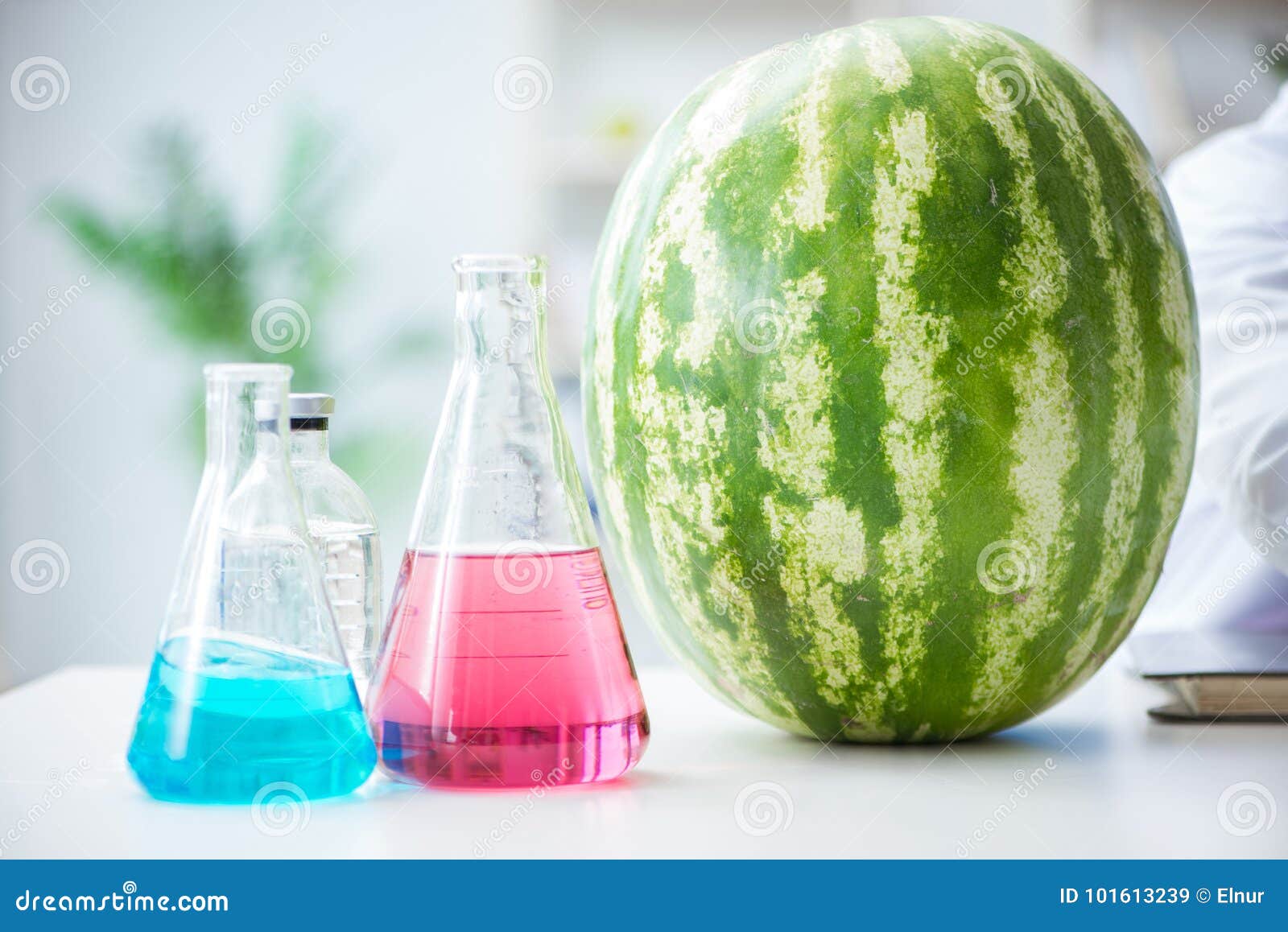 The Scientist Testing Watermelon in Lab Stock Image - Image of dieting ...