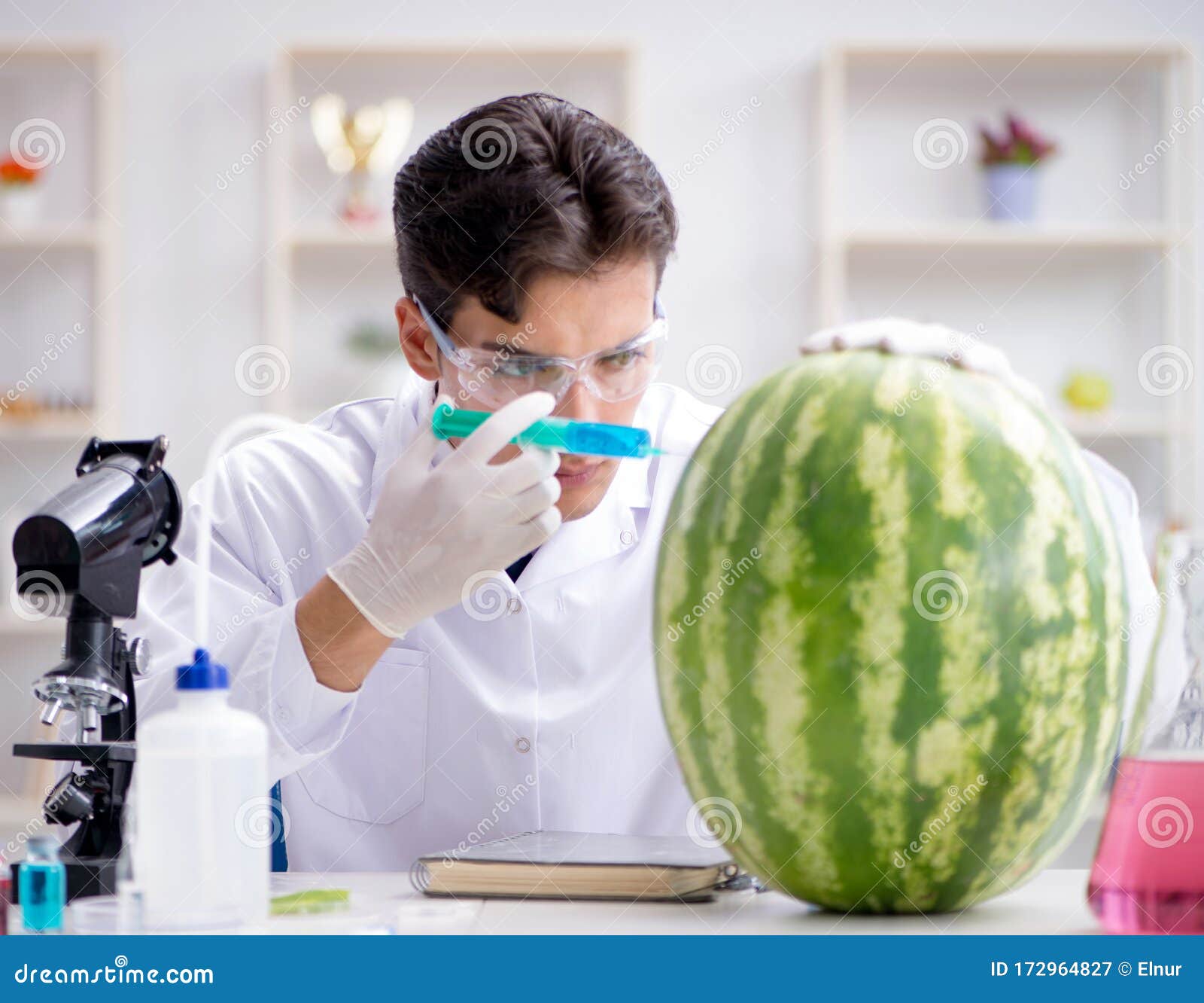Scientist Testing Watermelon in Lab Stock Image - Image of artificial ...