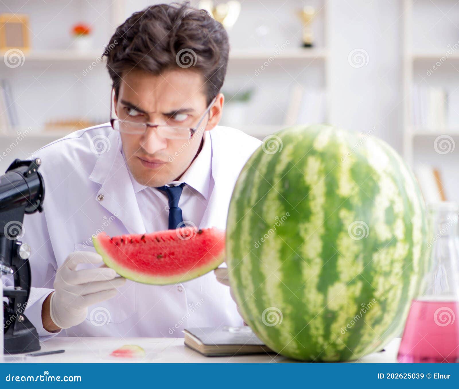 Scientist Testing Watermelon in Lab Stock Image - Image of laboratory ...