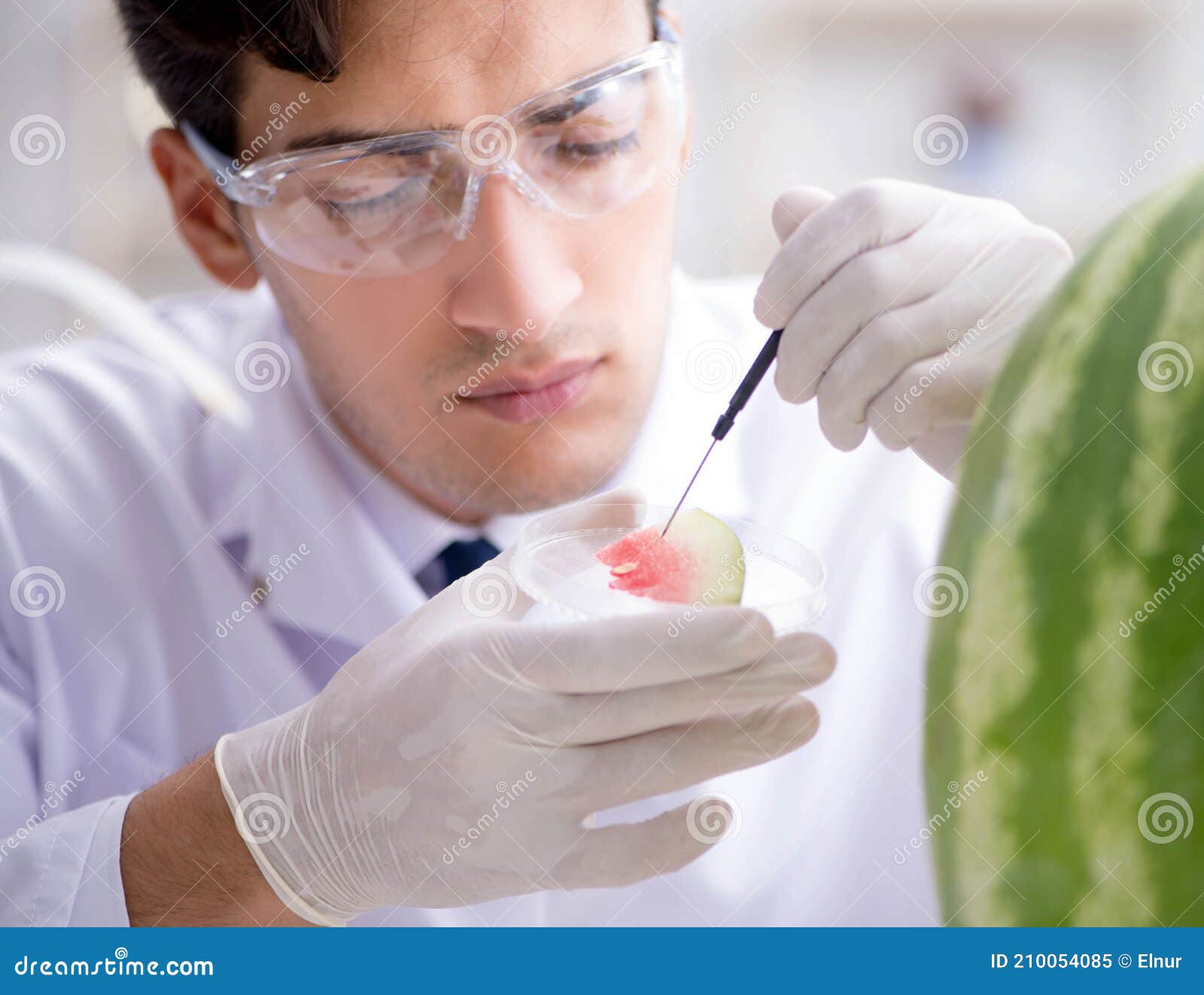 Scientist Testing Watermelon in Lab Stock Image - Image of microscope ...