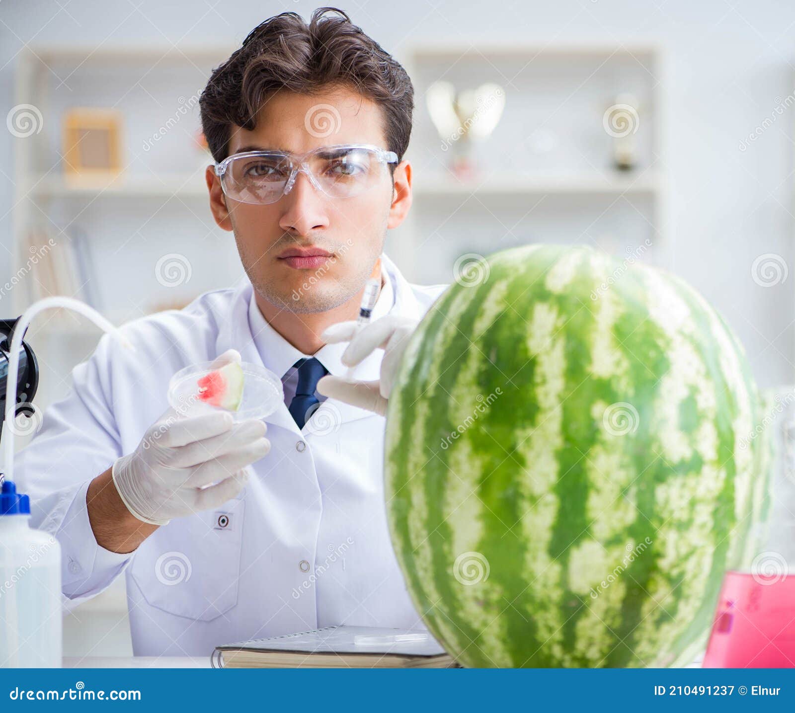 Scientist Testing Watermelon in Lab Stock Image - Image of dieting ...