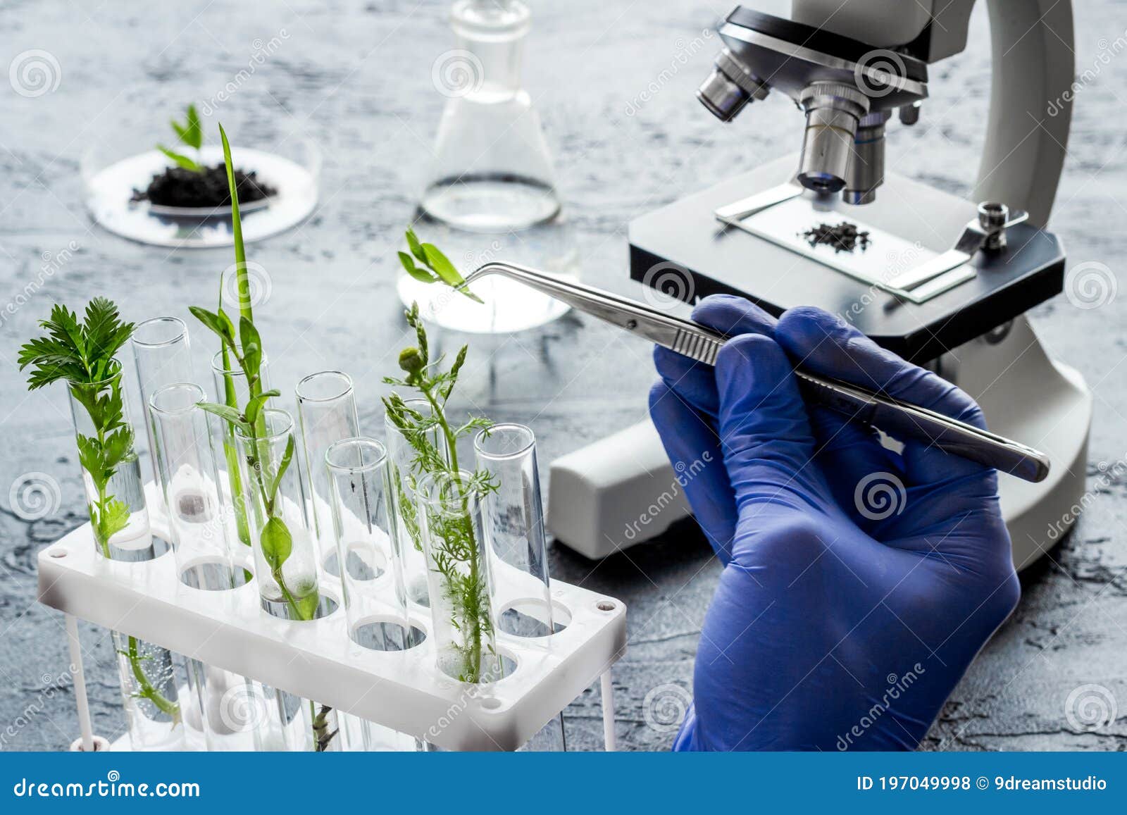 Scientist Tests Plants with Microscope in Laboratory. Close Up Stock ...