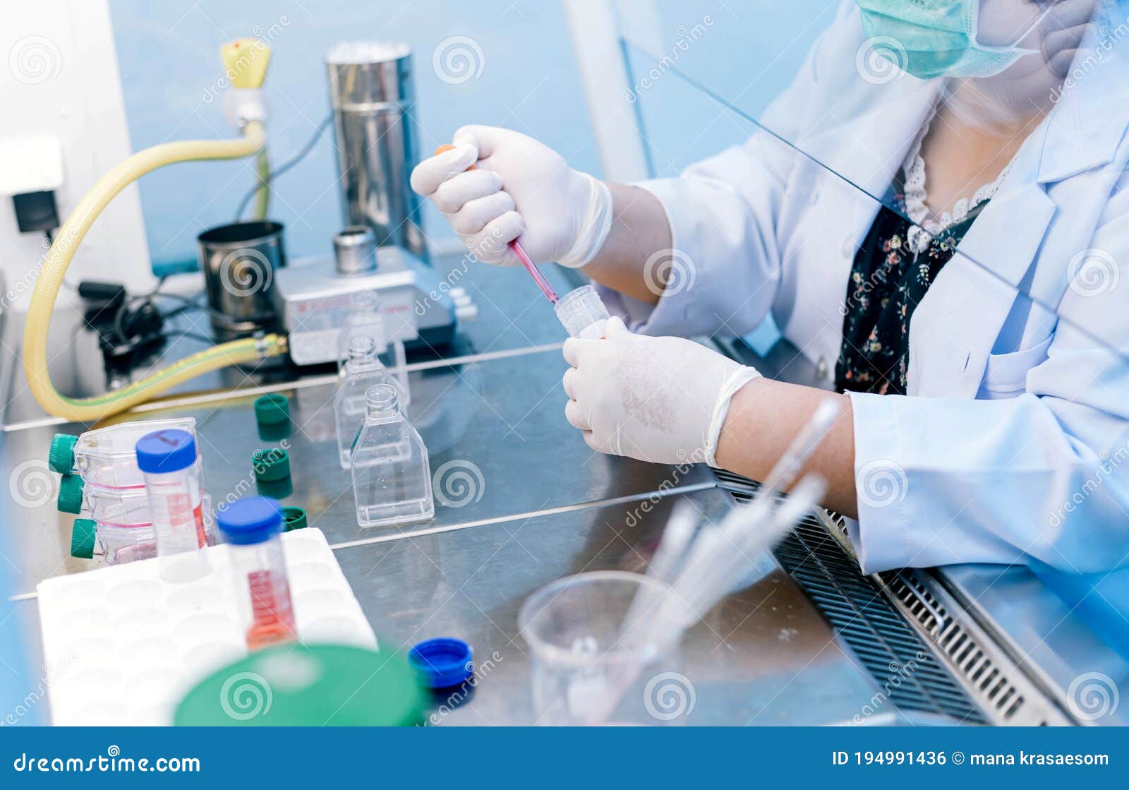 Scientist Using Dropper Pipette Transfer Sample in Biosafety Cabinet ...