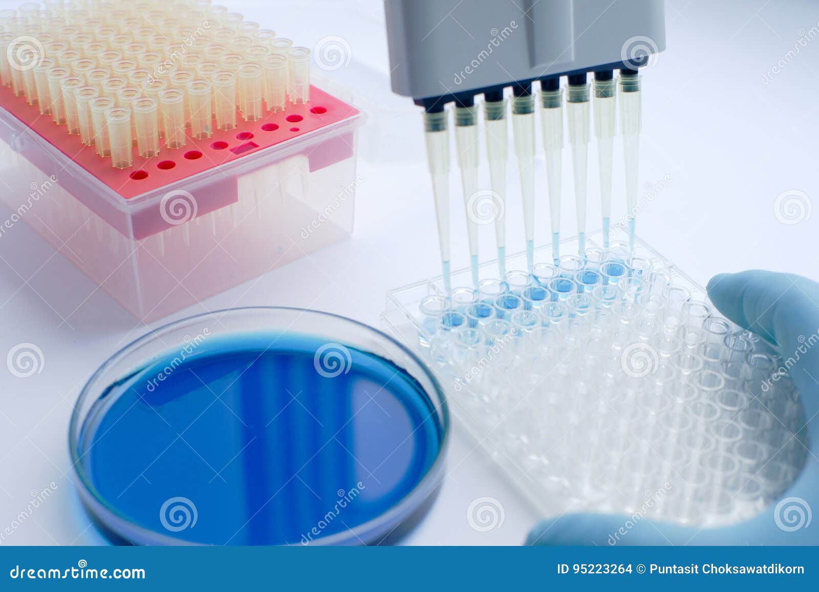 Scientist Working with Multichannel Pipette. Stock Photo - Image of ...