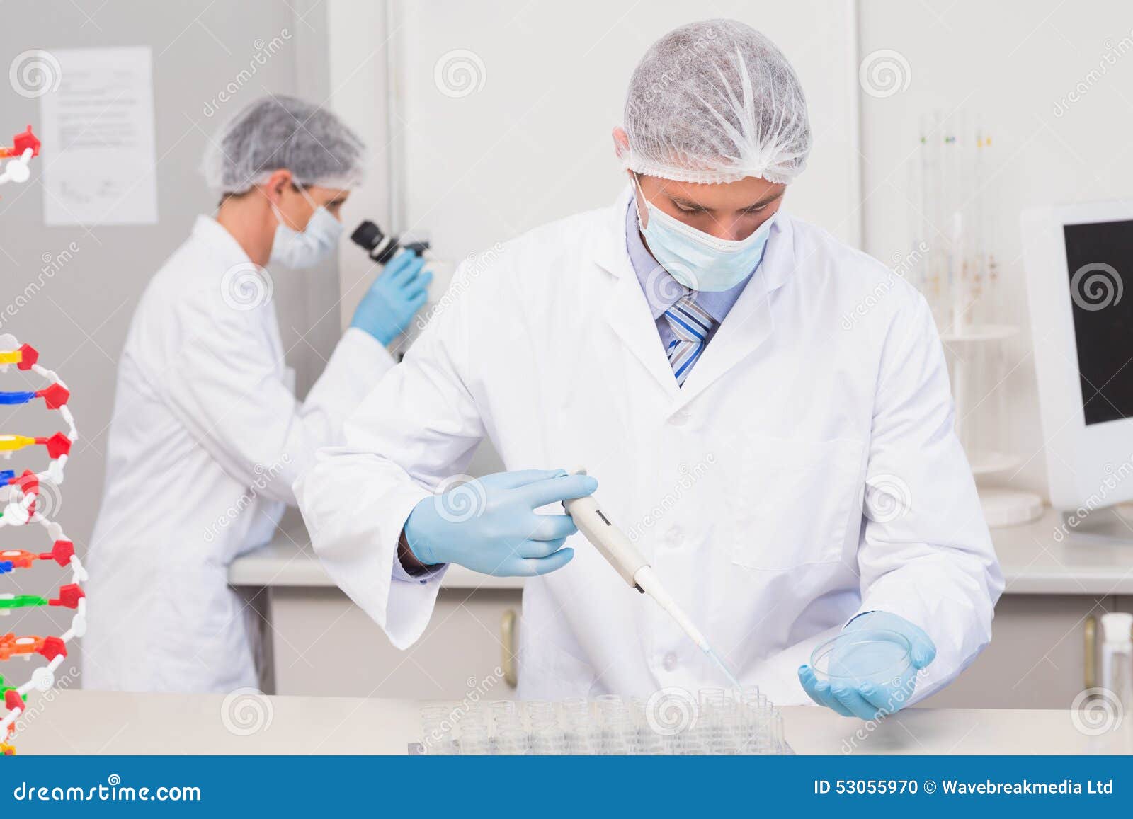 Scientist Working with Petri Dish and Another with Microscope Stock ...