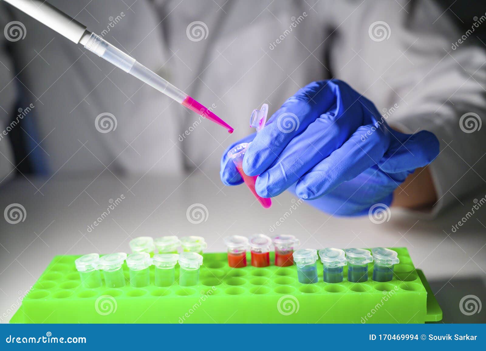 Scientist Working with Pink Solution in Eppendorf Tube and Pipette for ...