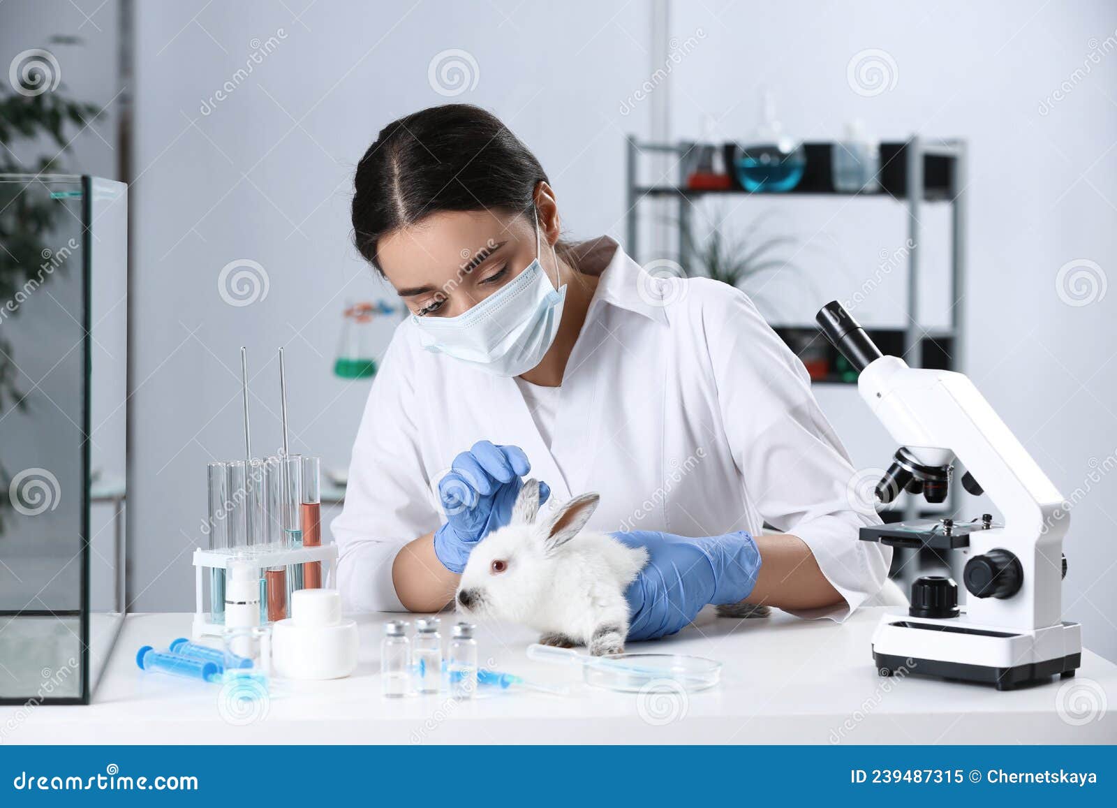 Scientist Working with Rabbit in Chemical Laboratory. Animal Testing ...