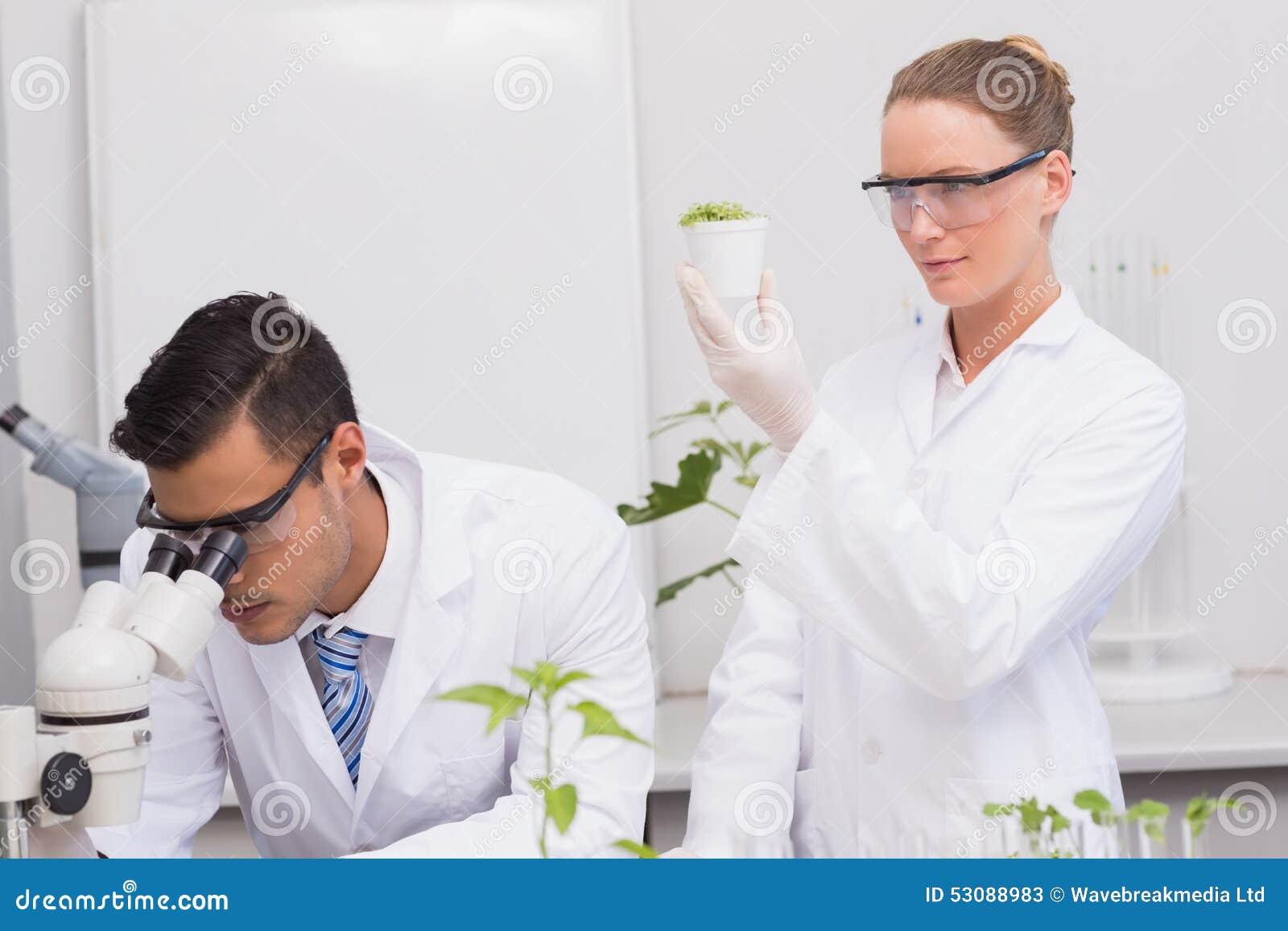 Scientists Examining Plants Stock Image - Image of inspecting ...