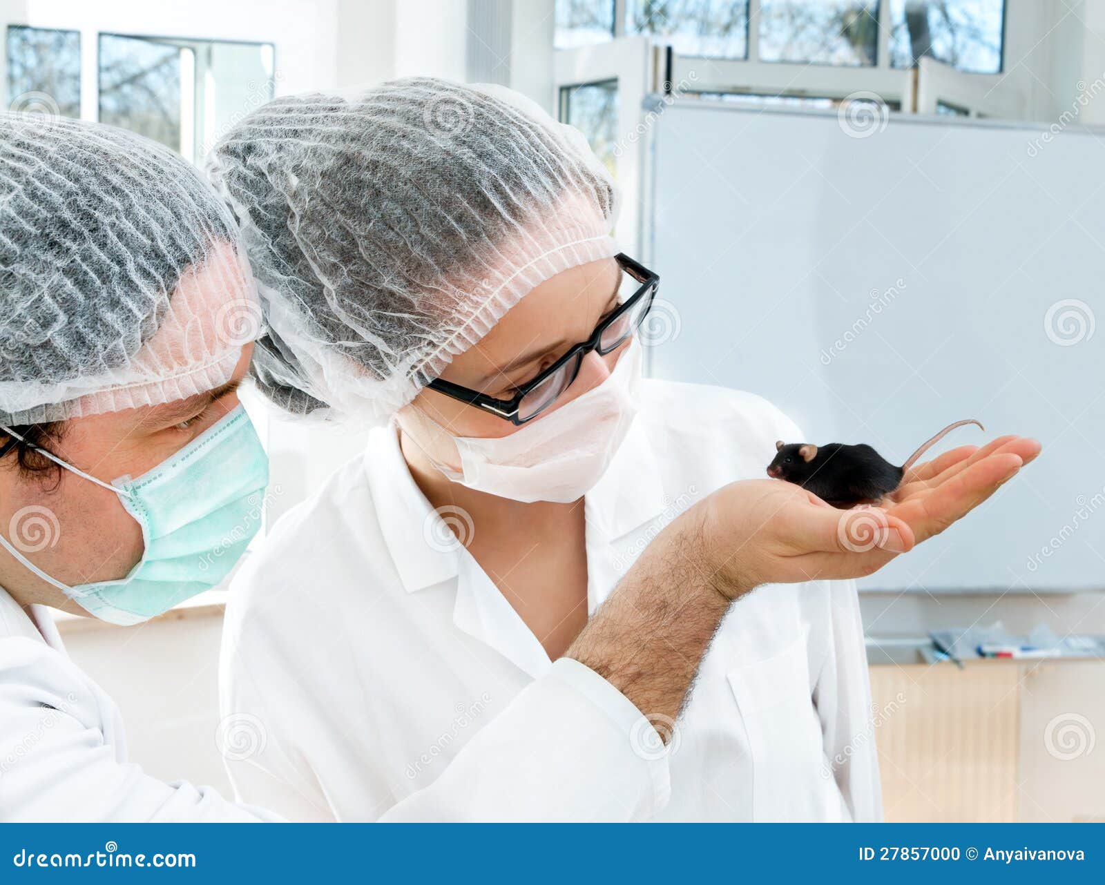 Scientists Observe Transgenic Mouse Stock Photo - Image of attentive ...