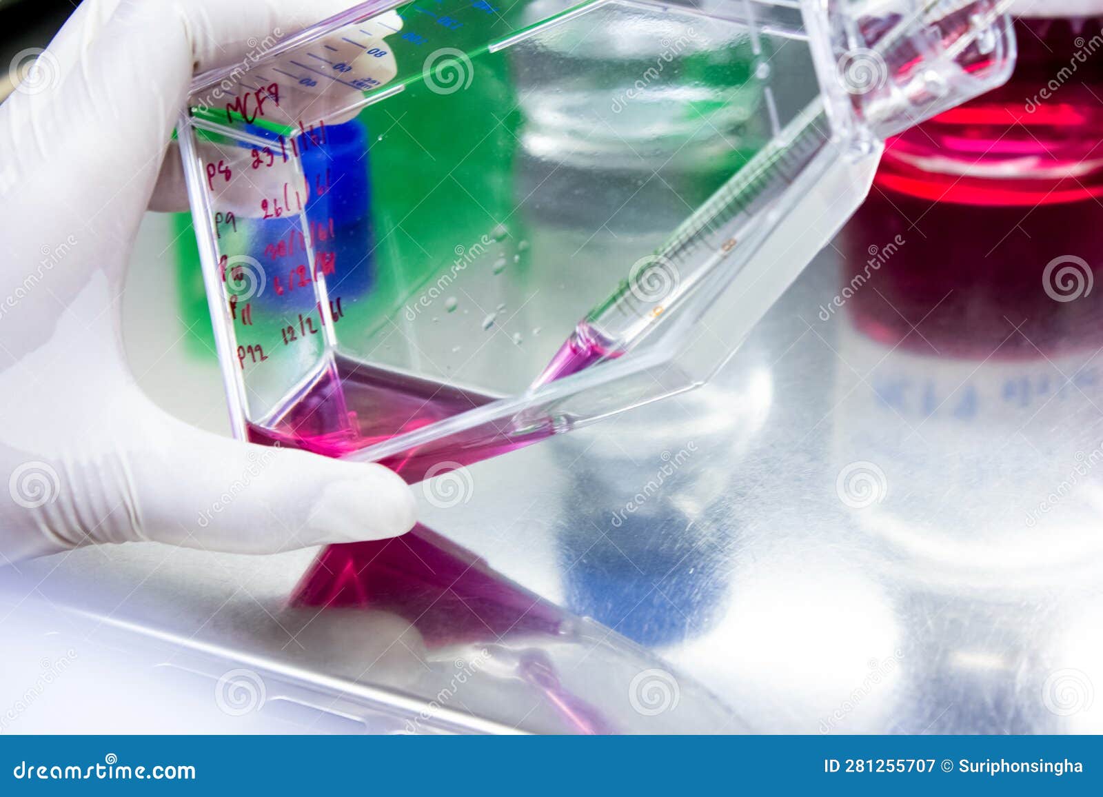 Scientist Prepares Sample Solution of Cultures Cancer Cells in the ...