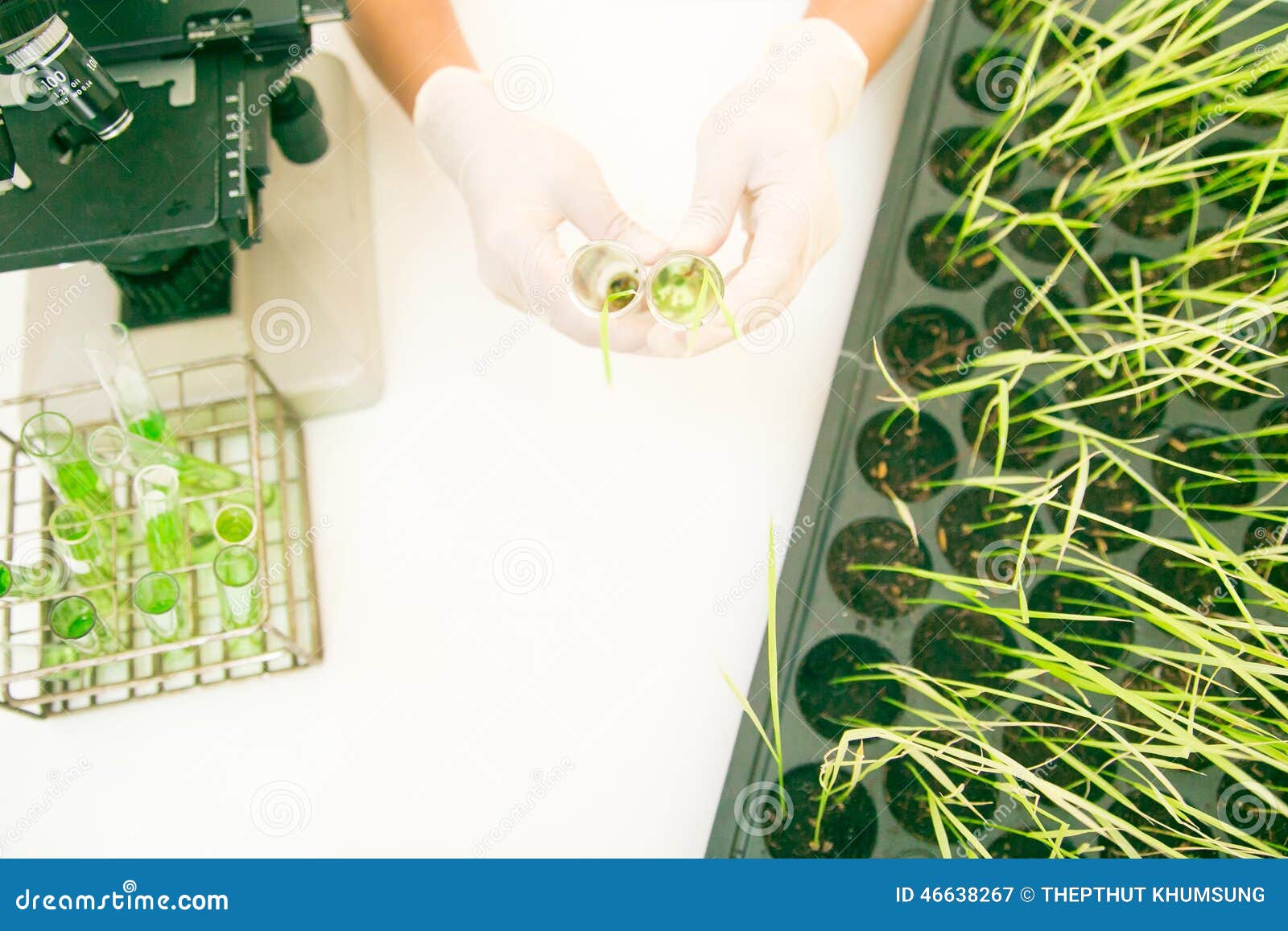 Scientists Research Grains Improved Rice Varieties in the Lab Stock ...