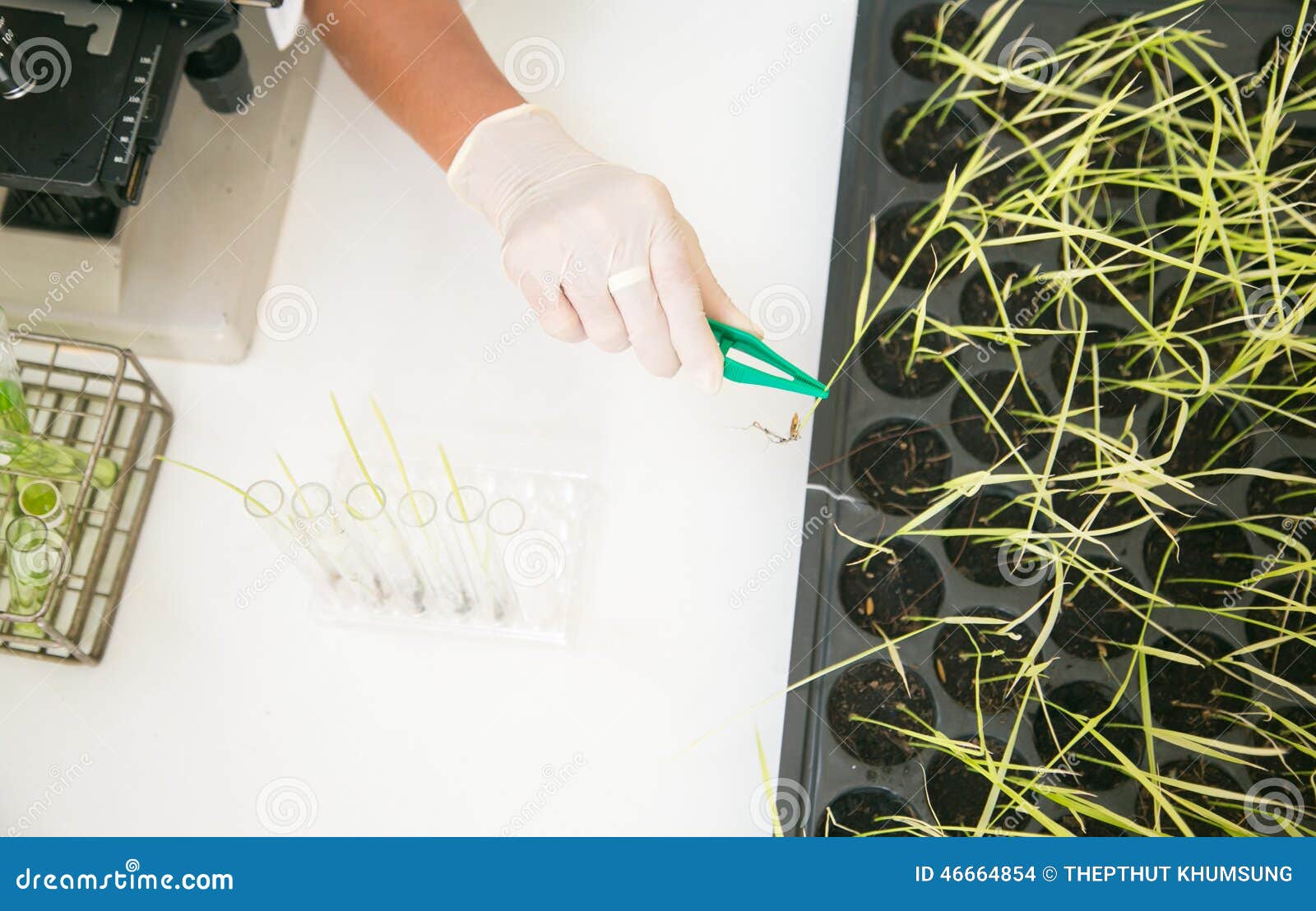 Scientists Research Grains Improved Rice Varieties in the Lab Stock ...