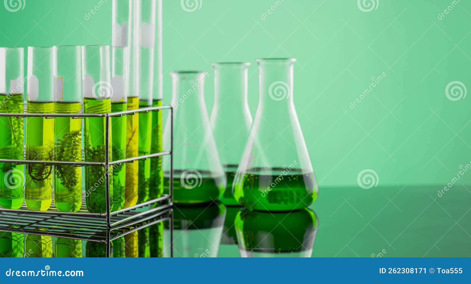 Scientists are Researching Algae Energy for Reliable Biofuel Source ...