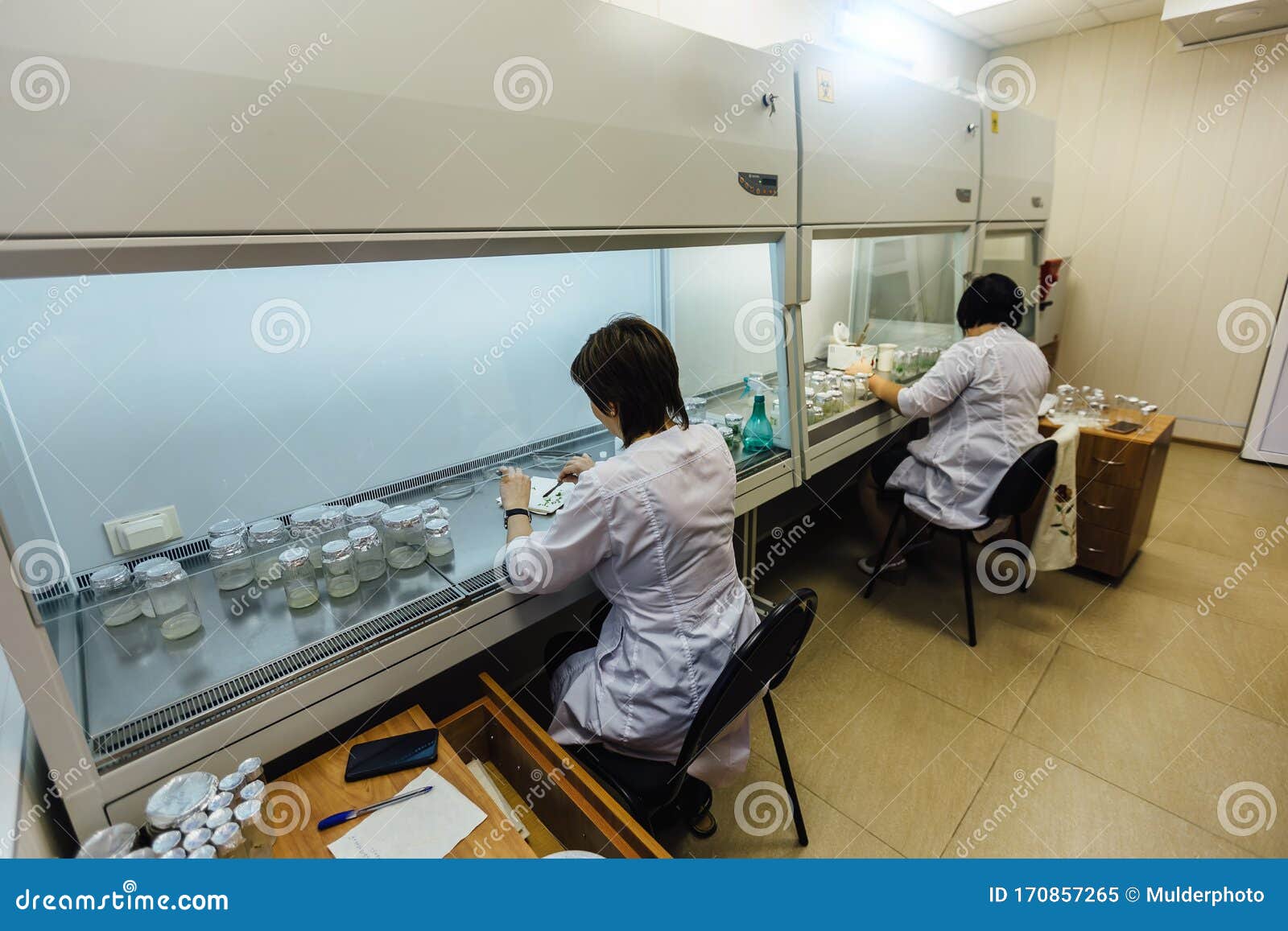 Scientists Works in a Laminar Box. Preparation of Micro Plants for ...
