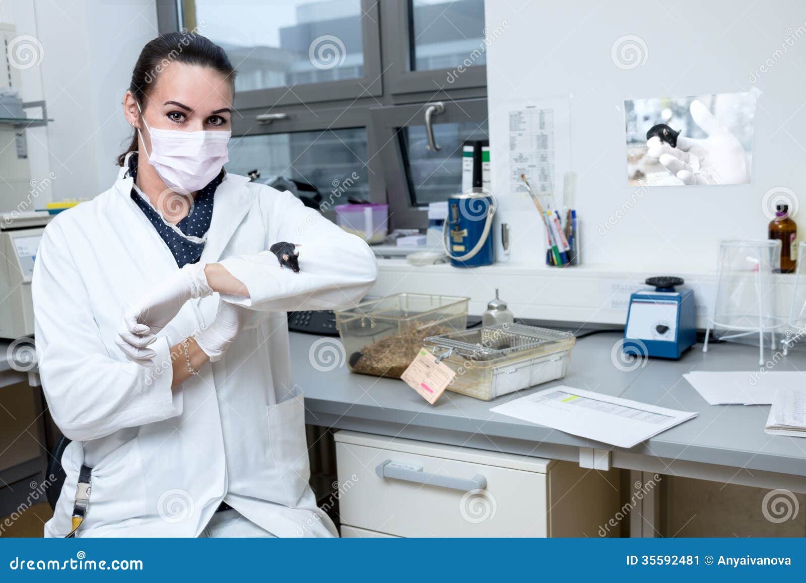 Scientst Handles a Laboratory Mouse Stock Image - Image of experimental ...