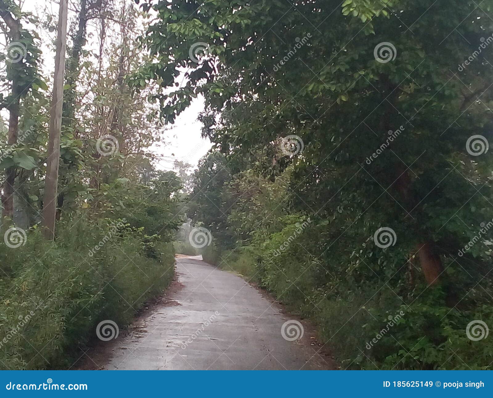 Scilent Path with Green Plant and Green Stock Image - Image of green ...