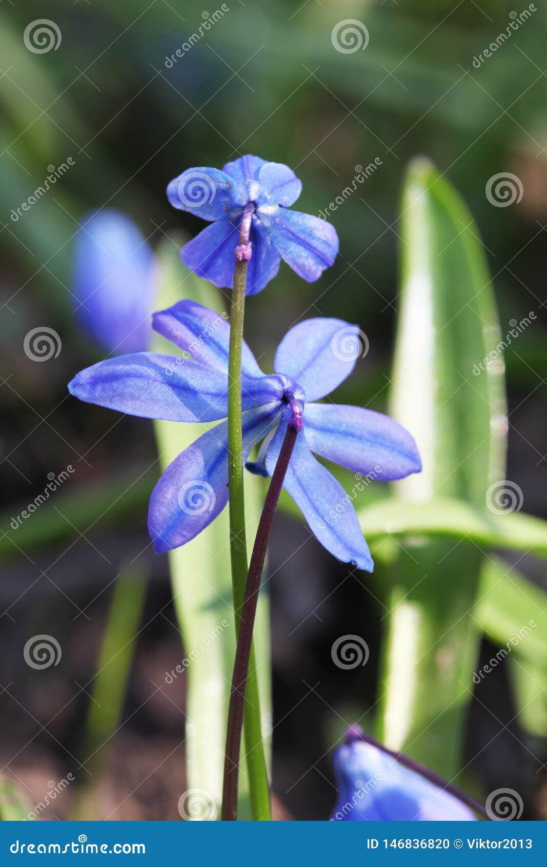 Scilla bifolia flower stock photo. Image of green, natural - 146836820