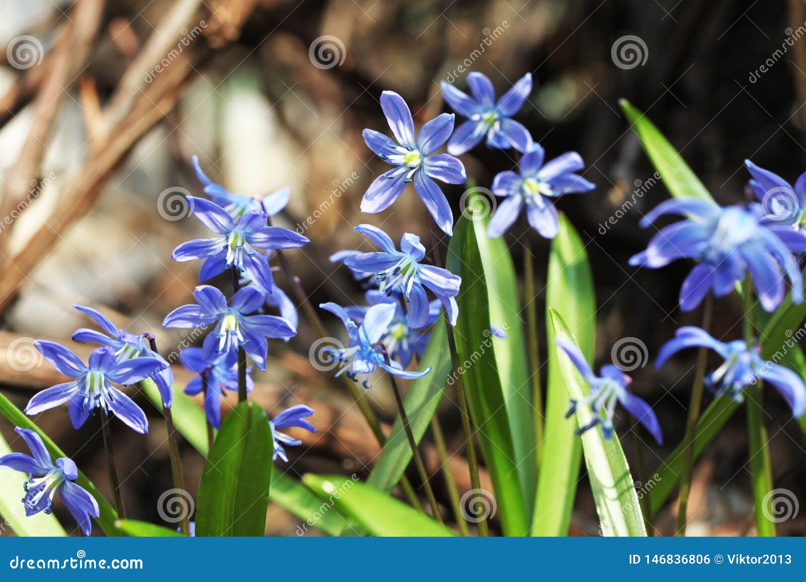 Scilla bifolia flower stock photo. Image of bunch, leaf - 146836806