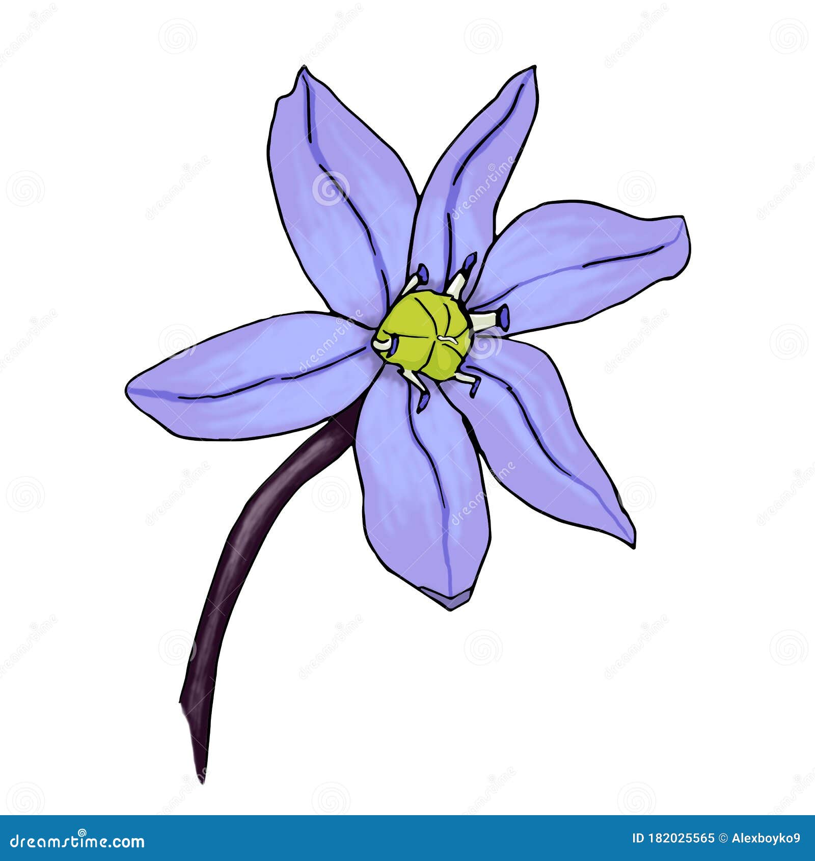 Scilla Flower Outline And Color Miniature Illustrations, Scilla ...