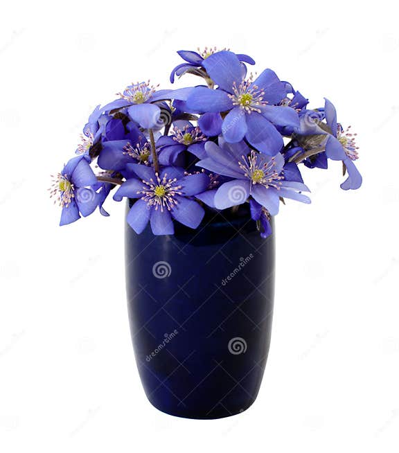 Scilla flowers stock photo. Image of gentle, freshness - 19303728